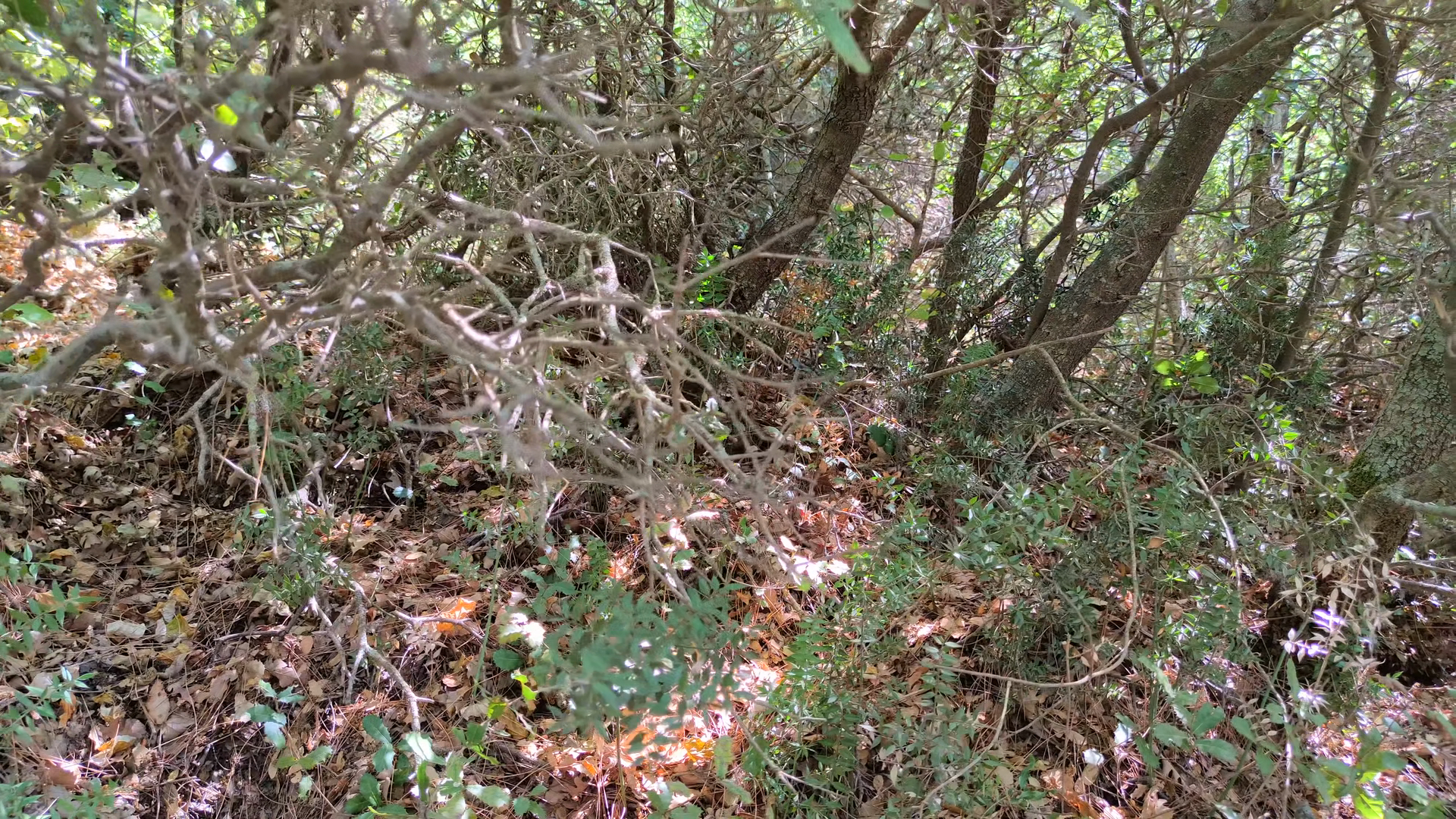 8k Dense Scrubland Texture Dry Leaf Litter Stock Footage SBV-354038024 ...