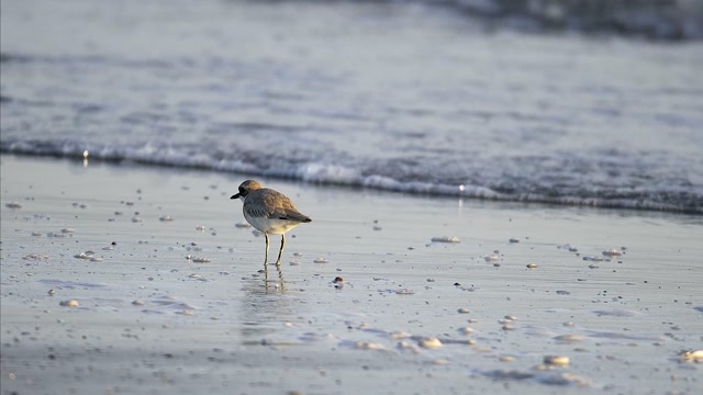 Documentary Background Stock Footage: Royalty-Free Video Clips ...