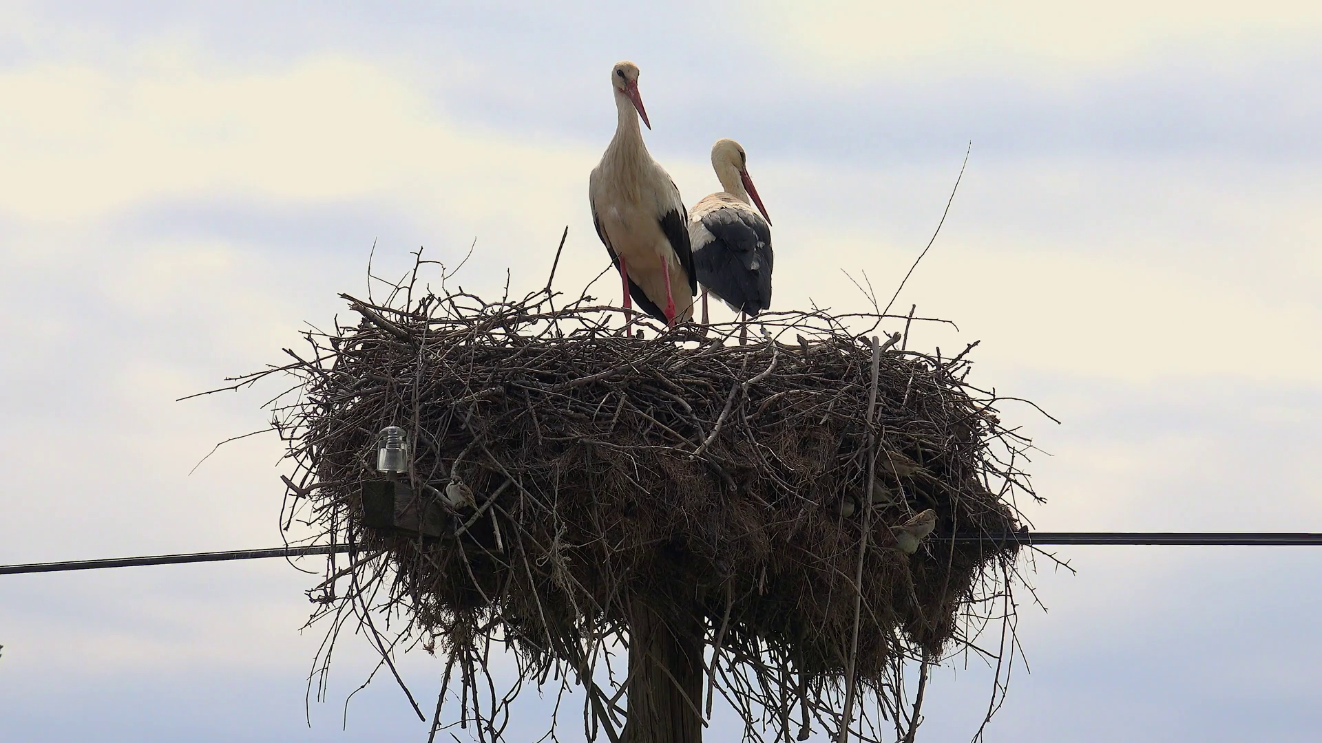 Male and female storks in a stork's nest Stock Video Footage 00:22 SBV ...