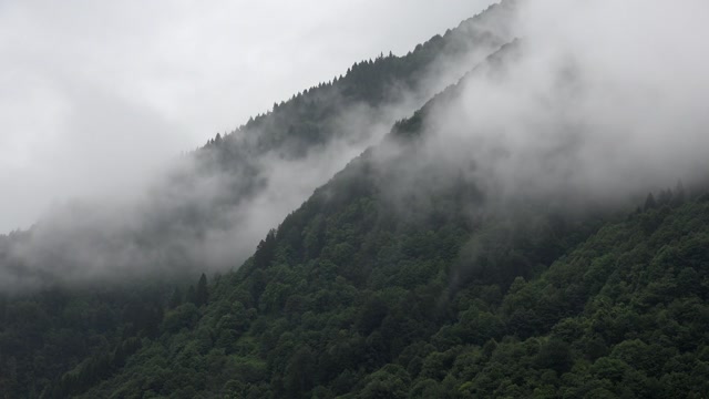 Moist Forest | Nature stock footage - Storyblocks