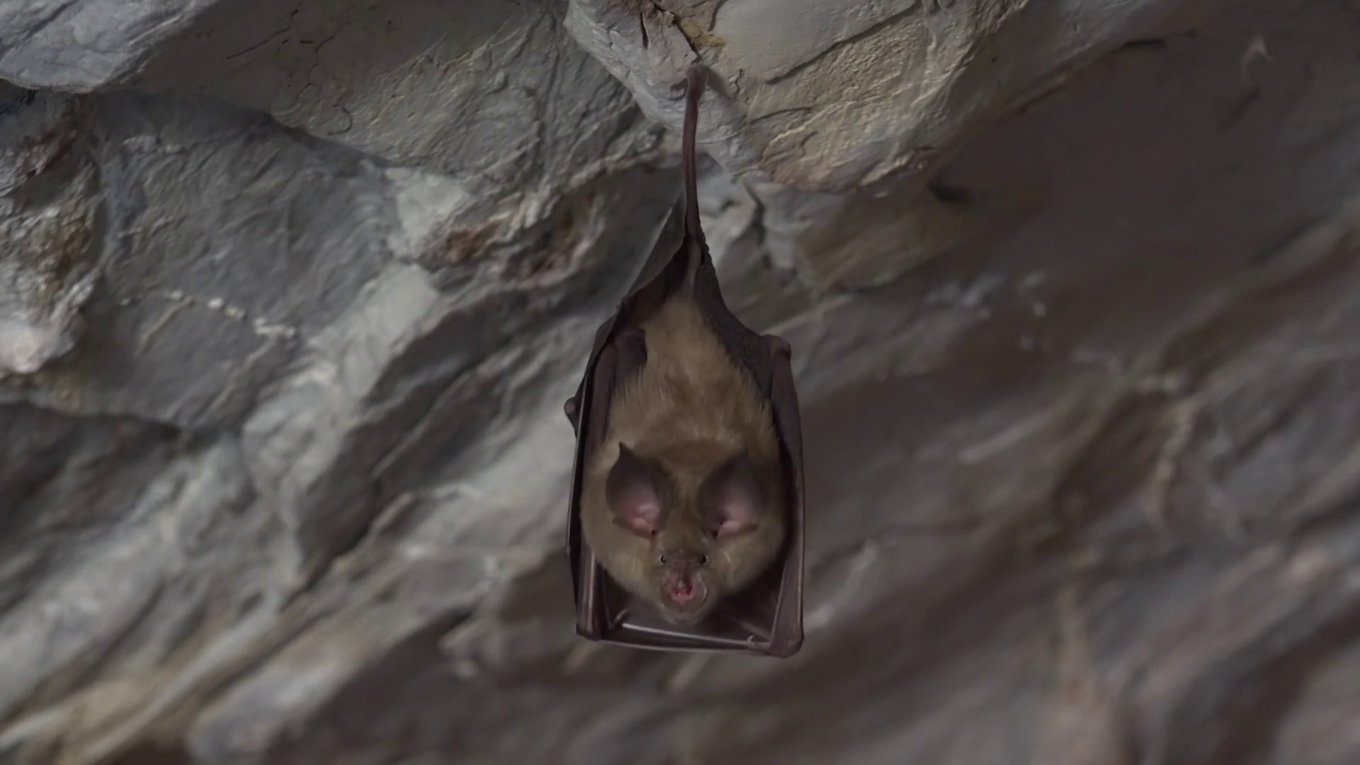 A Real Wild Bat Hangs Upside Down On Cave Stock Footage SBV-347202702 ...