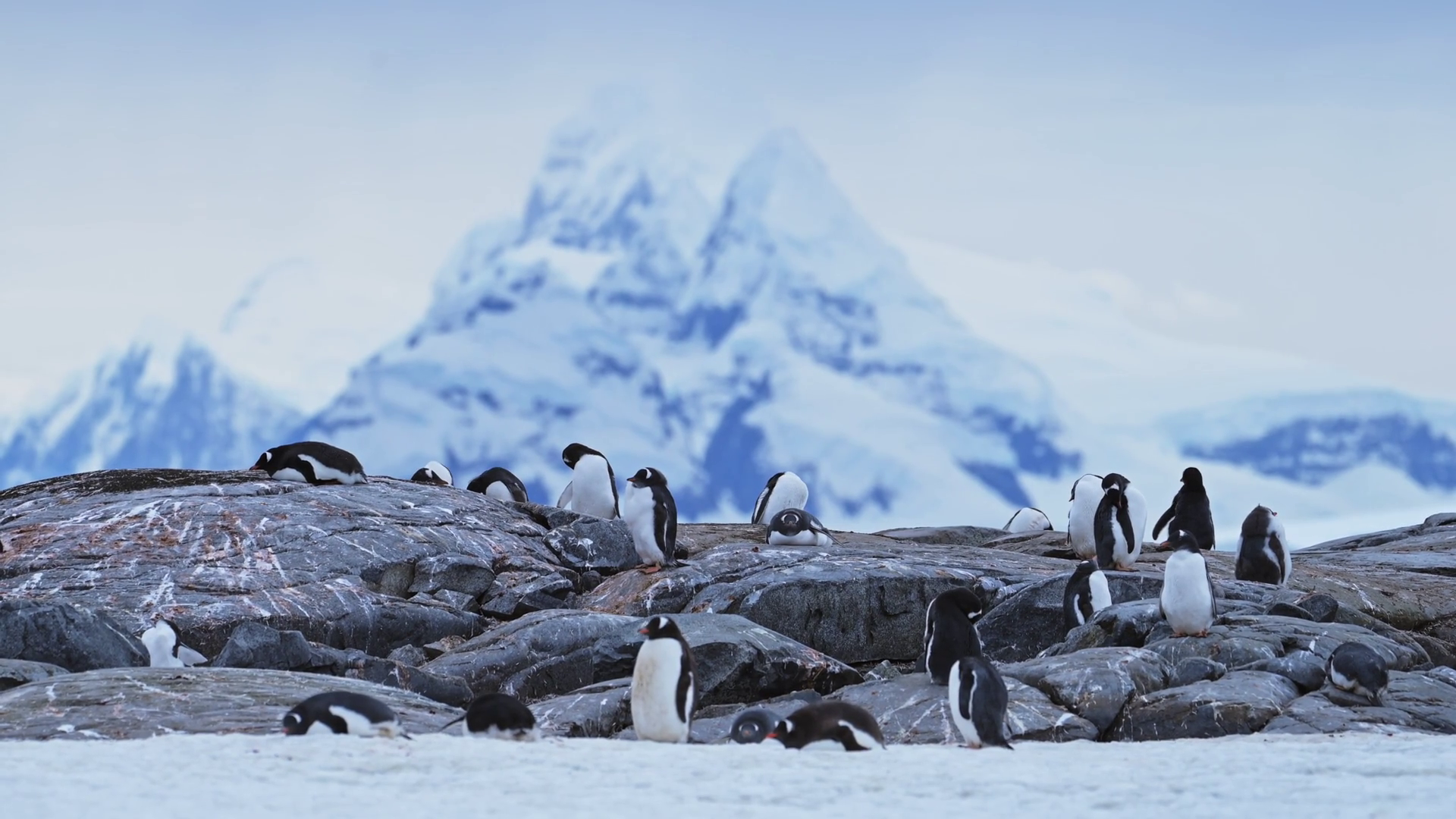 Antarctica Penguins Mountain Scenery In Stock Footage SBV-352919479 ...