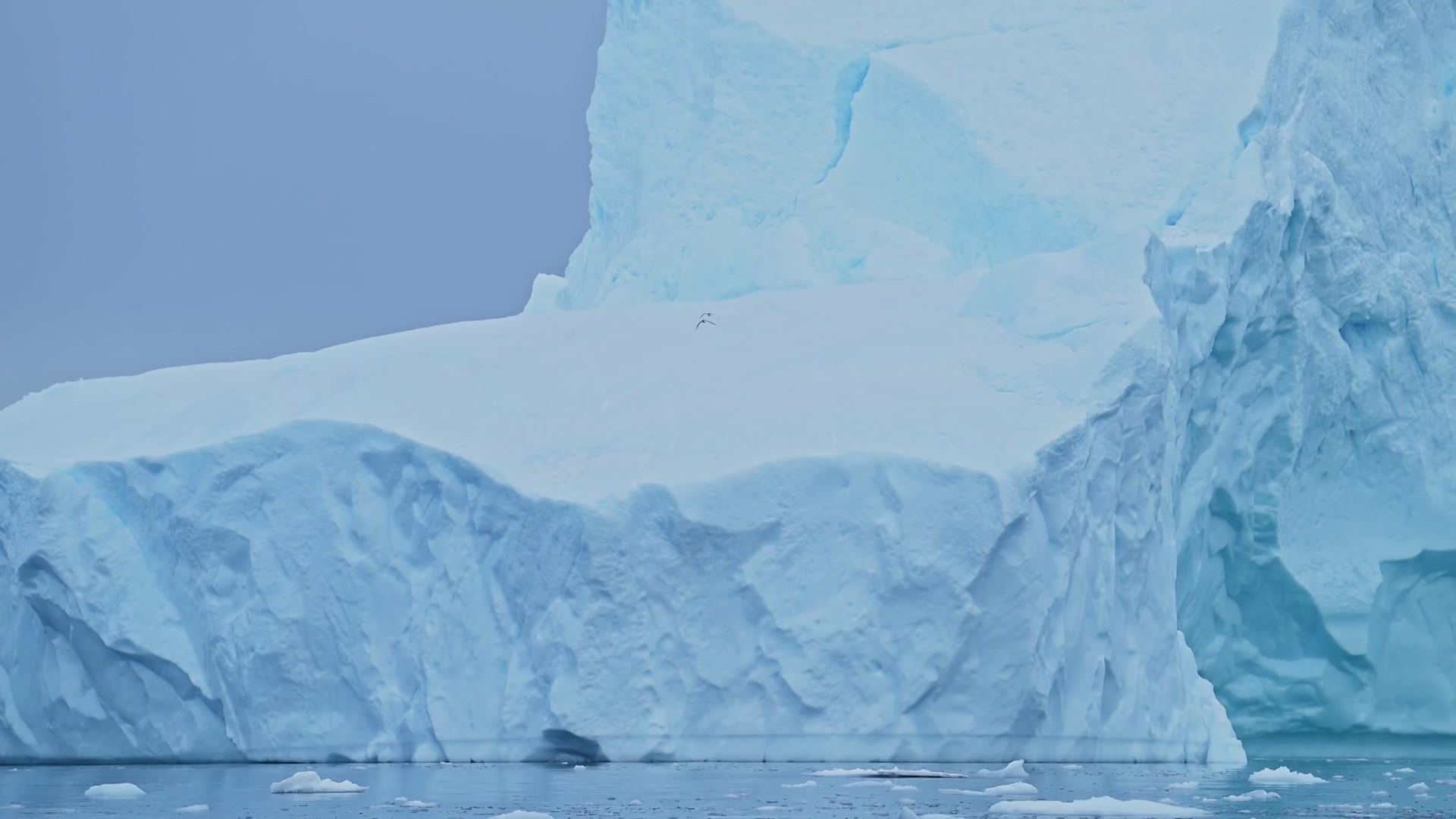Antarctica Iceberg Bird Flying Seabird In Stock Footage SBV-352919630 ...