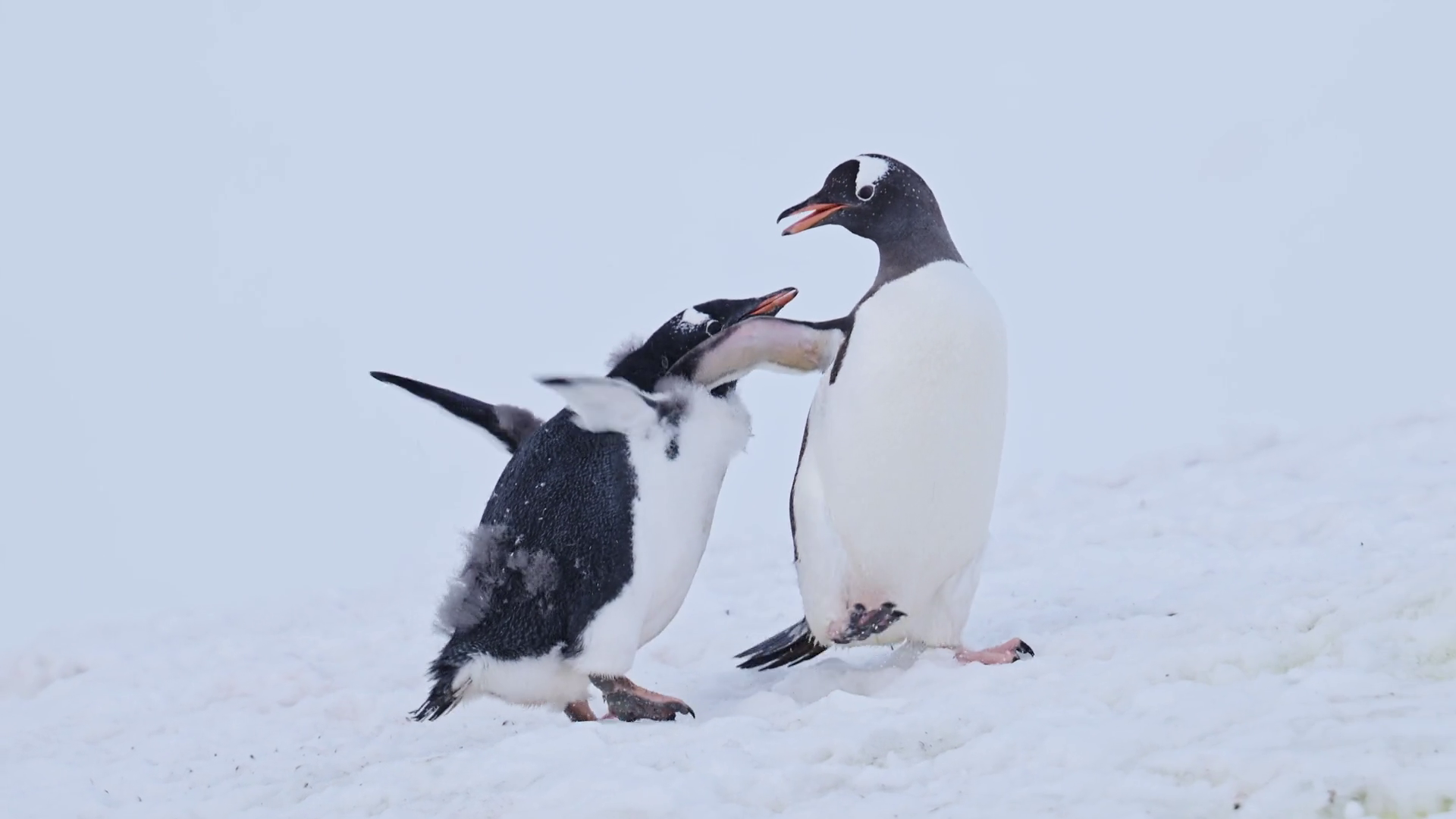 Slow Motion Penguins Funny Baby Animals In Stock Footage SBV-352919503 ...