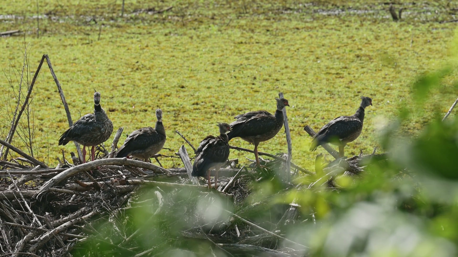 Chaja Large Bird In Buenos Aires In Stock Footage SBV-352918661 ...