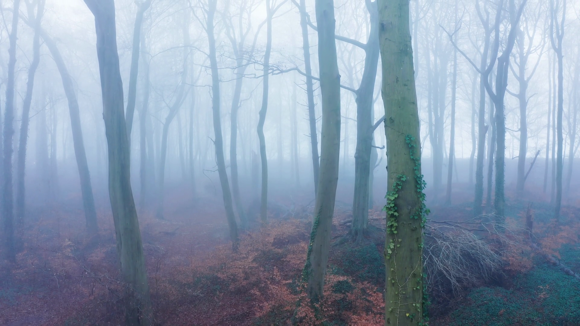 Aerial Drone Video Of Trees In Thick Fog Stock Footage SBV-352951500 ...