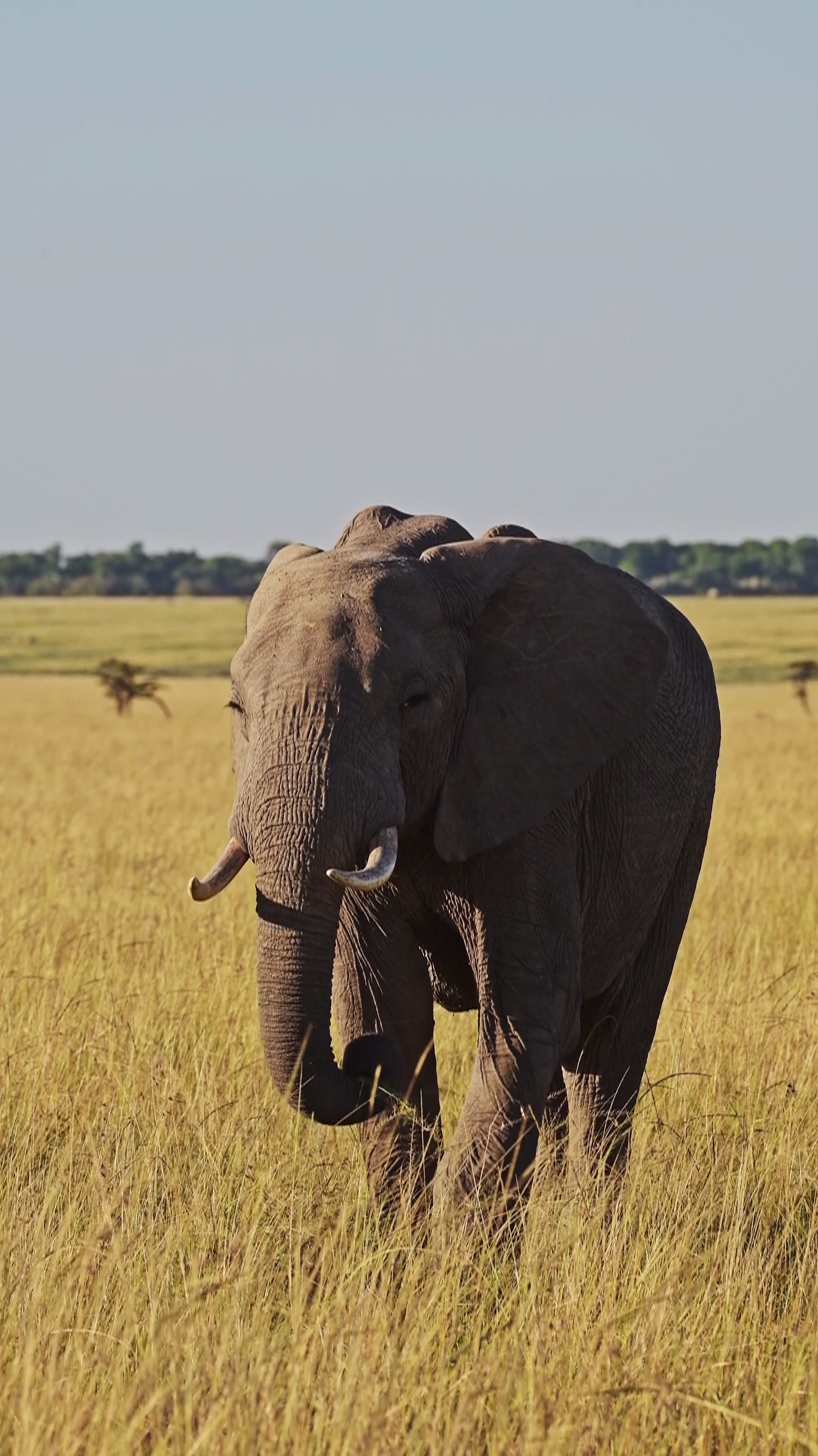 Vertical African Elephant Eating Grass On Stock Footage SBV-353086180 ...