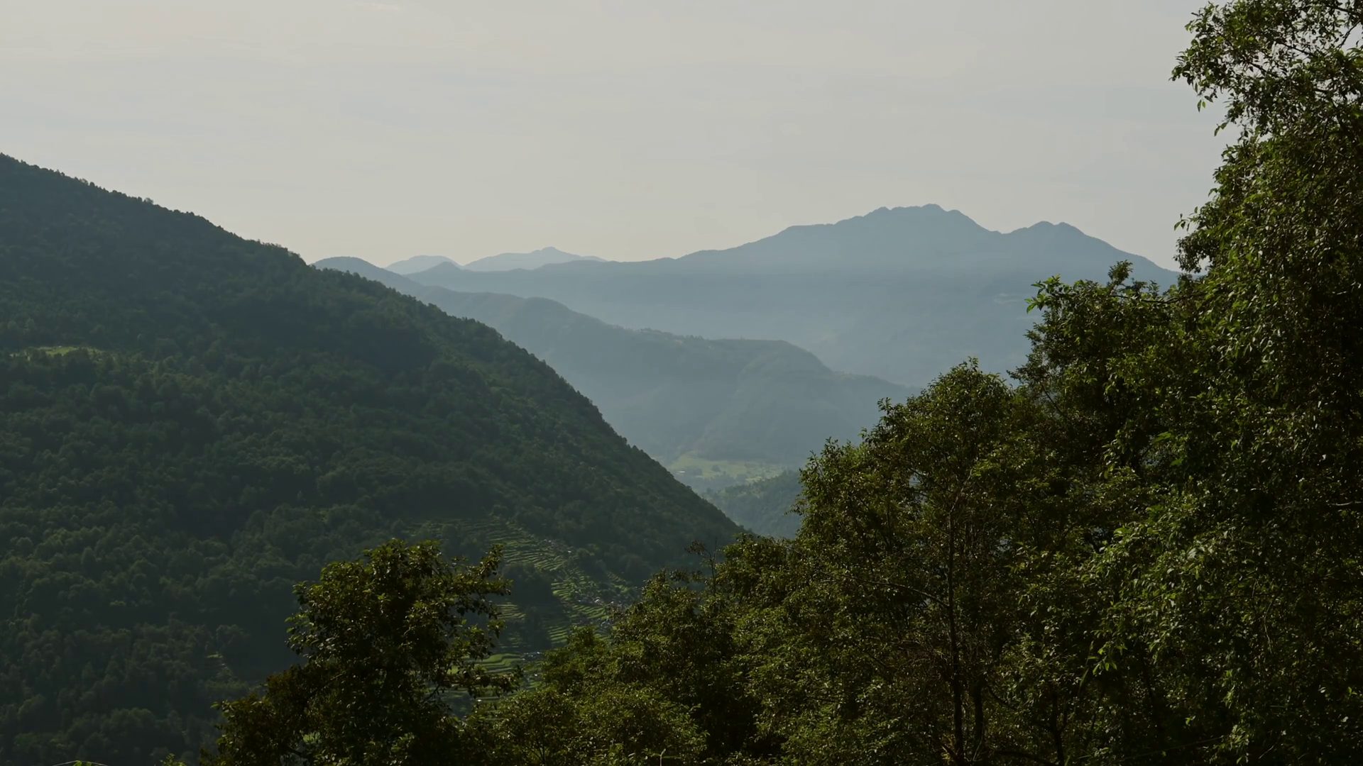 Himalayas Foothills Forest Of Trees In Nepal Stock Footage SBV ...