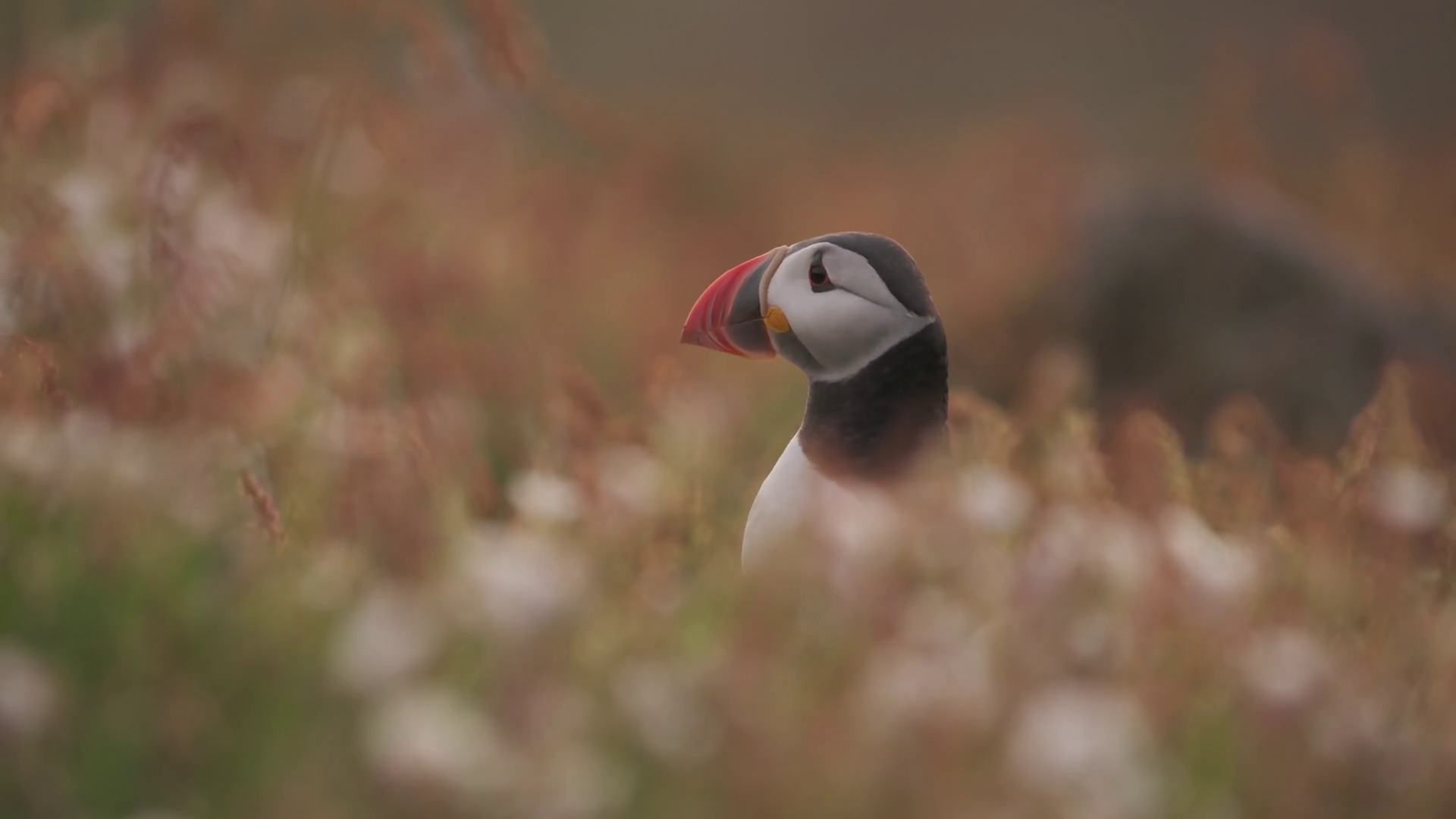 Welsh Atlantic Puffin Peeping Over Tall Stock Footage SBV-352893680 ...
