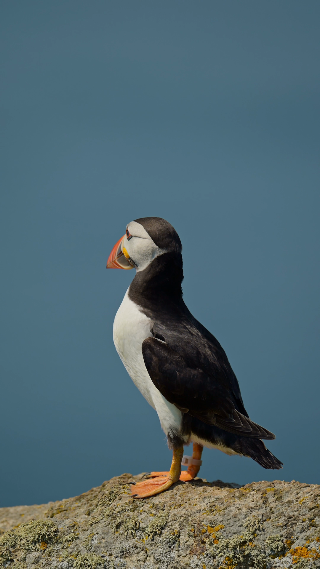 Vertical Atlantic Puffin On Rock Vertical Stock Footage SBV-353085683 ...