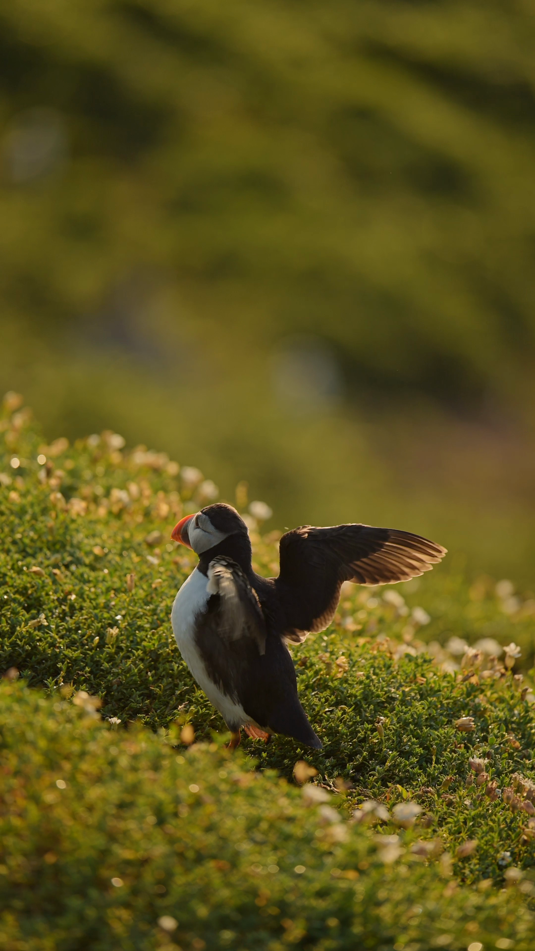 Vertical Puffin Flapping With Wings Out Slow Stock Footage SBV ...