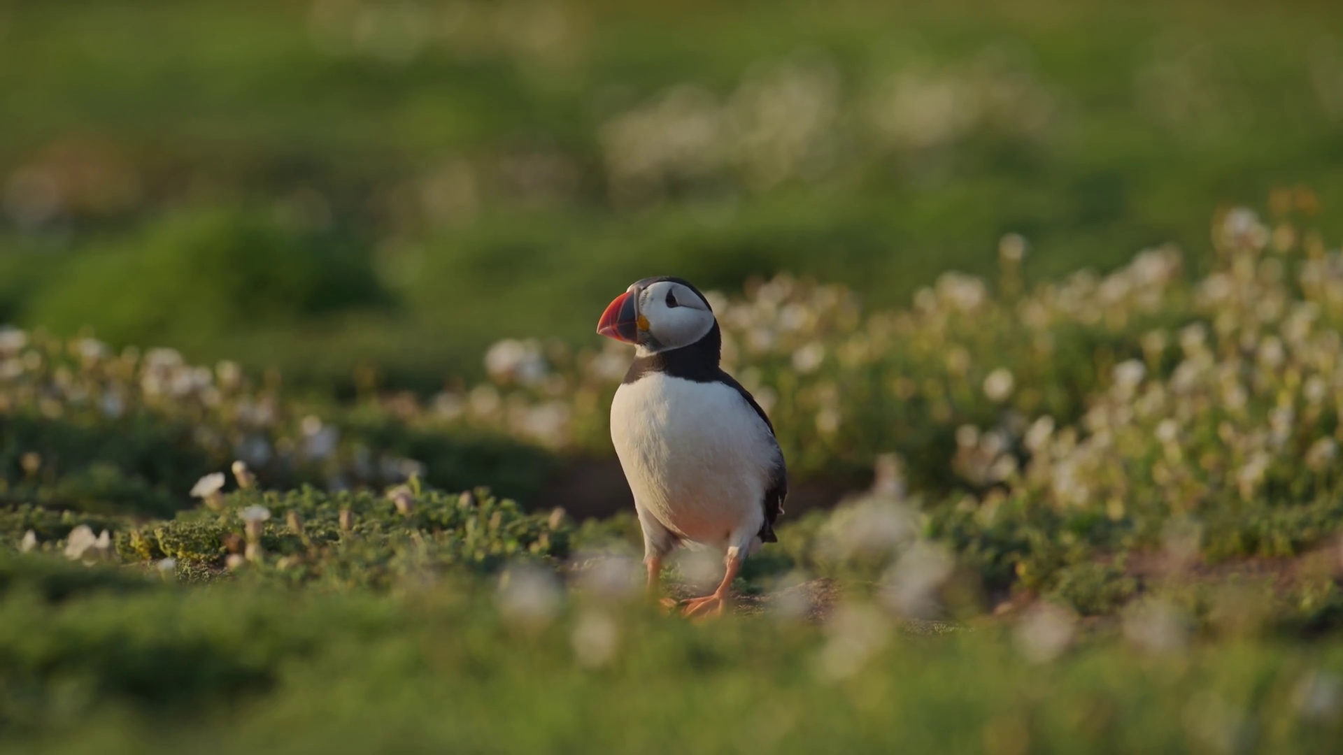 Slow Motion Puffins Flowers On Skomer Island Stock Footage SBV ...