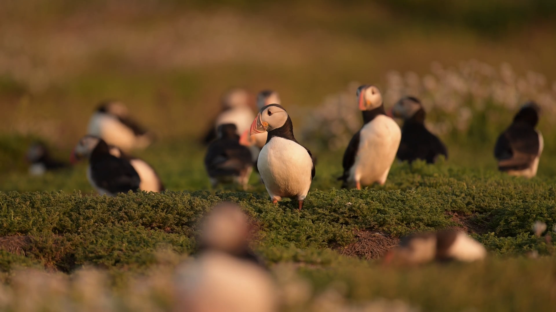Large Group Of Lots Of Puffins In Colony In Stock Footage SBV-352923308 ...