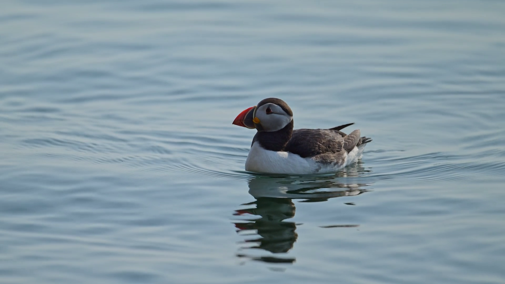 Puffin Swimming On Ocean Sea Water Floating Stock Footage SBV-352925597 ...