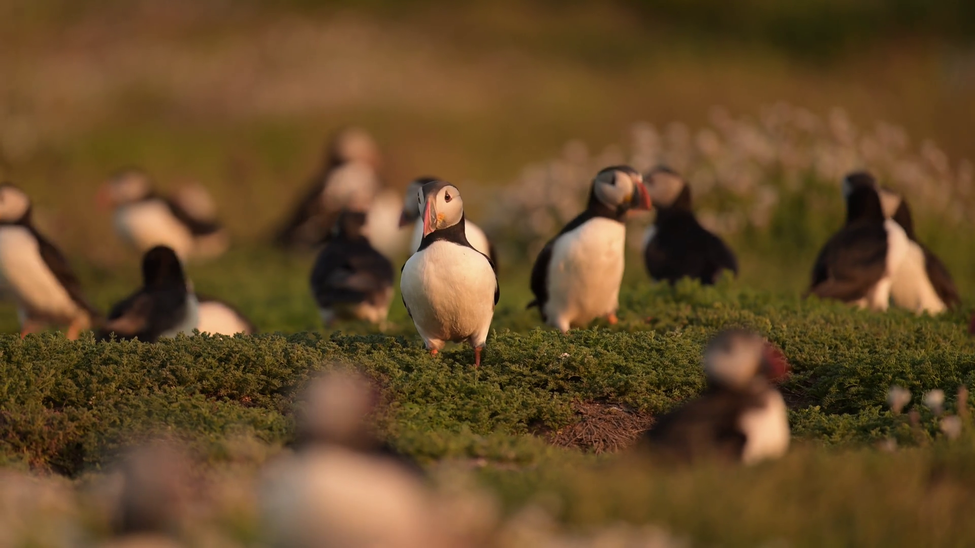 Large Group Of Lots Of Puffins In Colony In Stock Footage SBV-352922906 ...