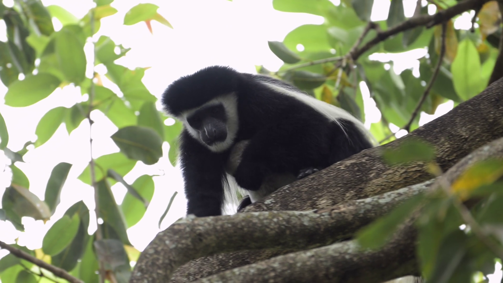 Slow Motion Monkey Climbing Trees In Forest Stock Footage SBV-352919020 ...