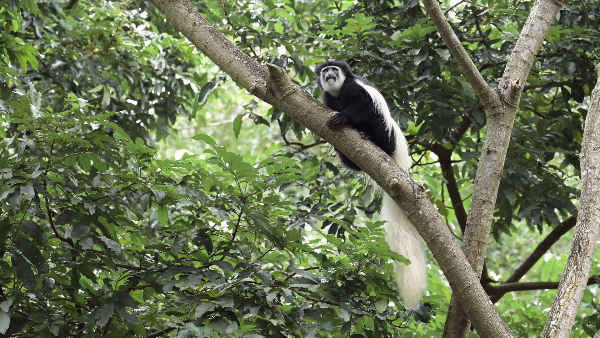 Slow Motion Monkey Climbing Trees In Forest Stock Footage SBV-352919030 ...