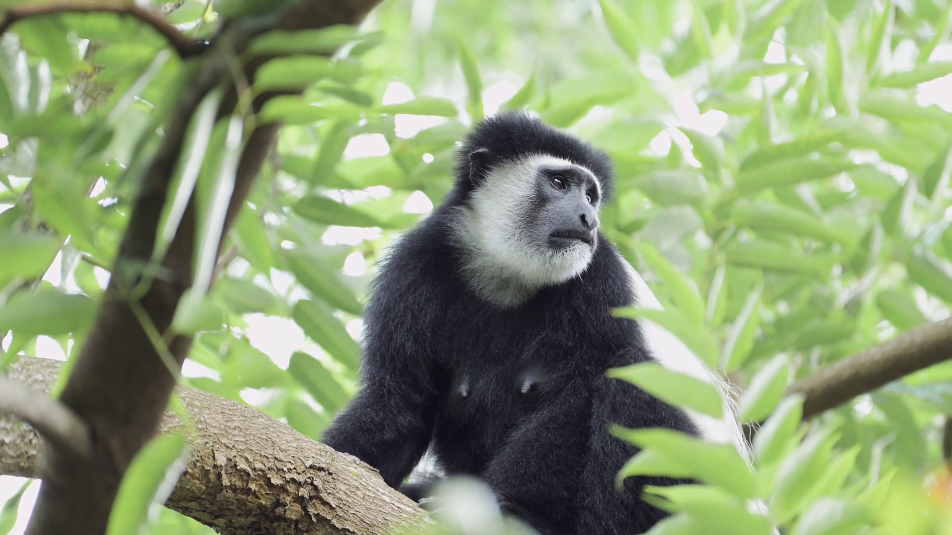Monkey Close Up Portrait In Trees In Africa Stock Footage SBV-352917791 ...