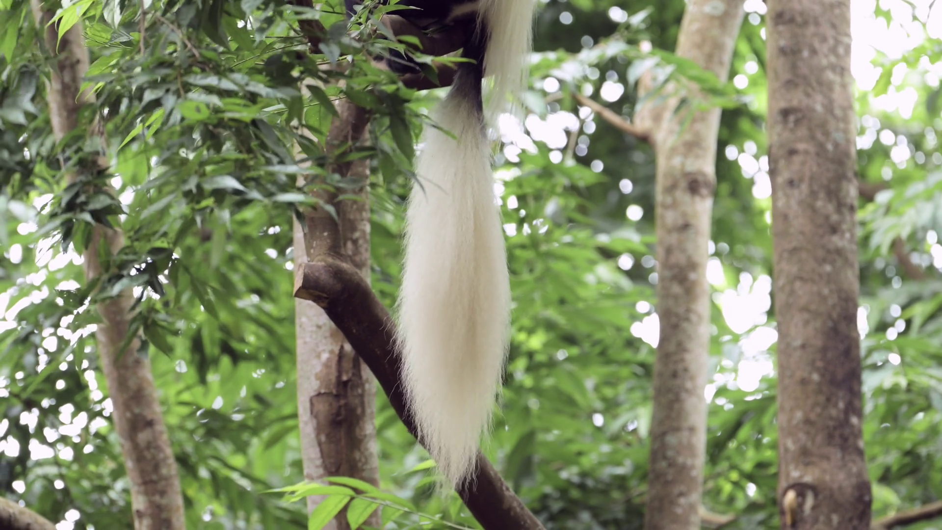 Monkey Tail In Forest Trees In Africa Black Stock Footage SBV-352919236 ...