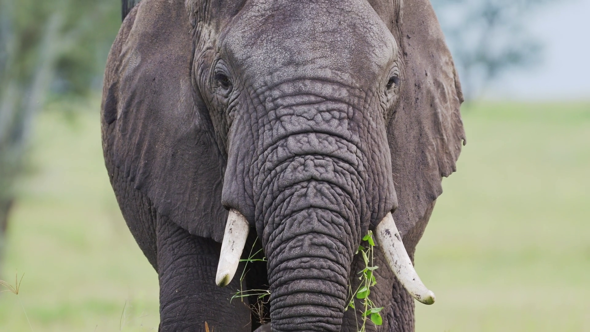 Slow Motion African Elephant Eating Close Up Stock Footage SBV ...