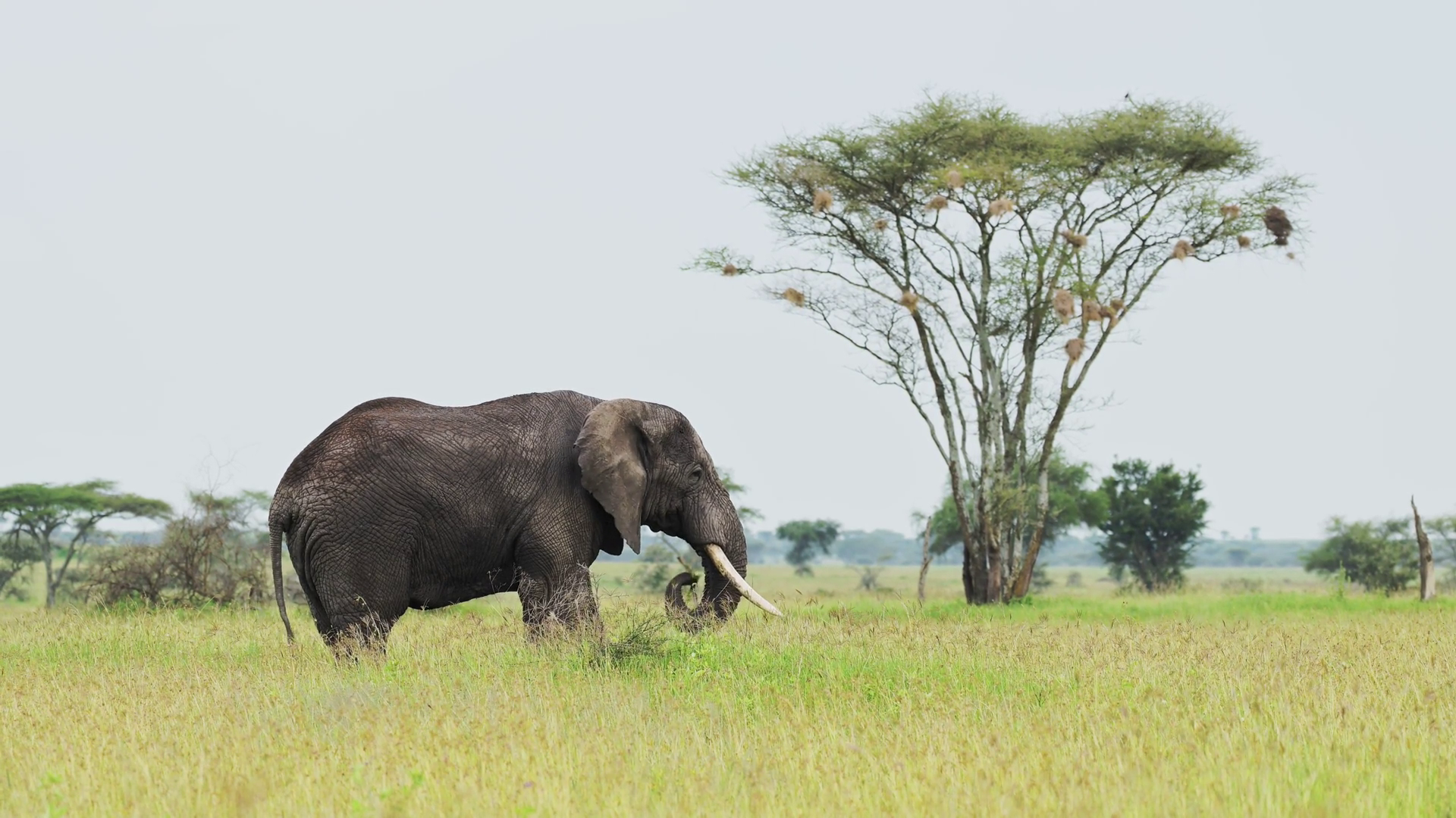 Slow Motion African Elephant Grazing Acacia Stock Footage SBV-352917532 ...