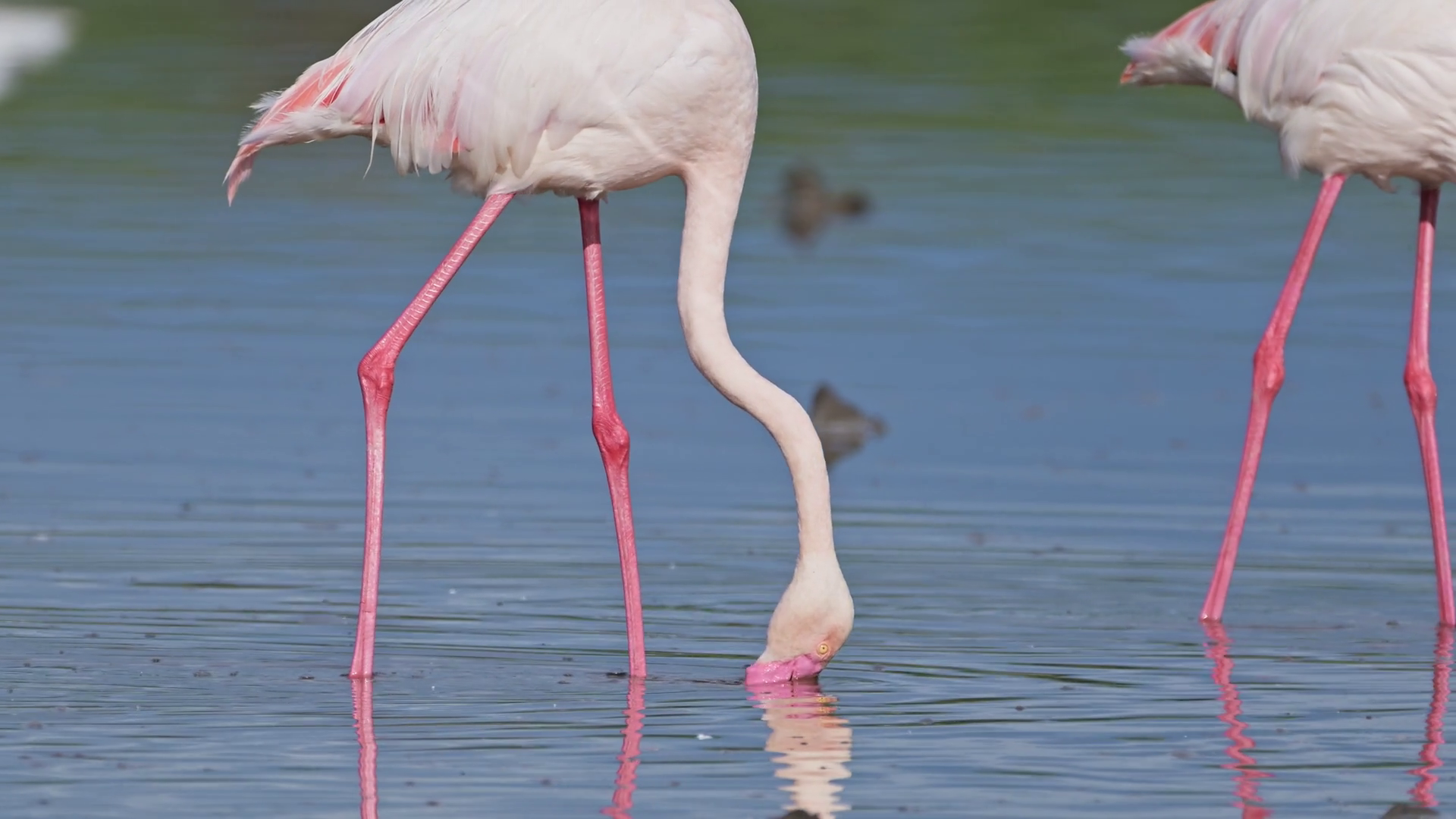 Slow Motion Flamingo Feeding Close Up In Stock Footage SBV-352917575 ...