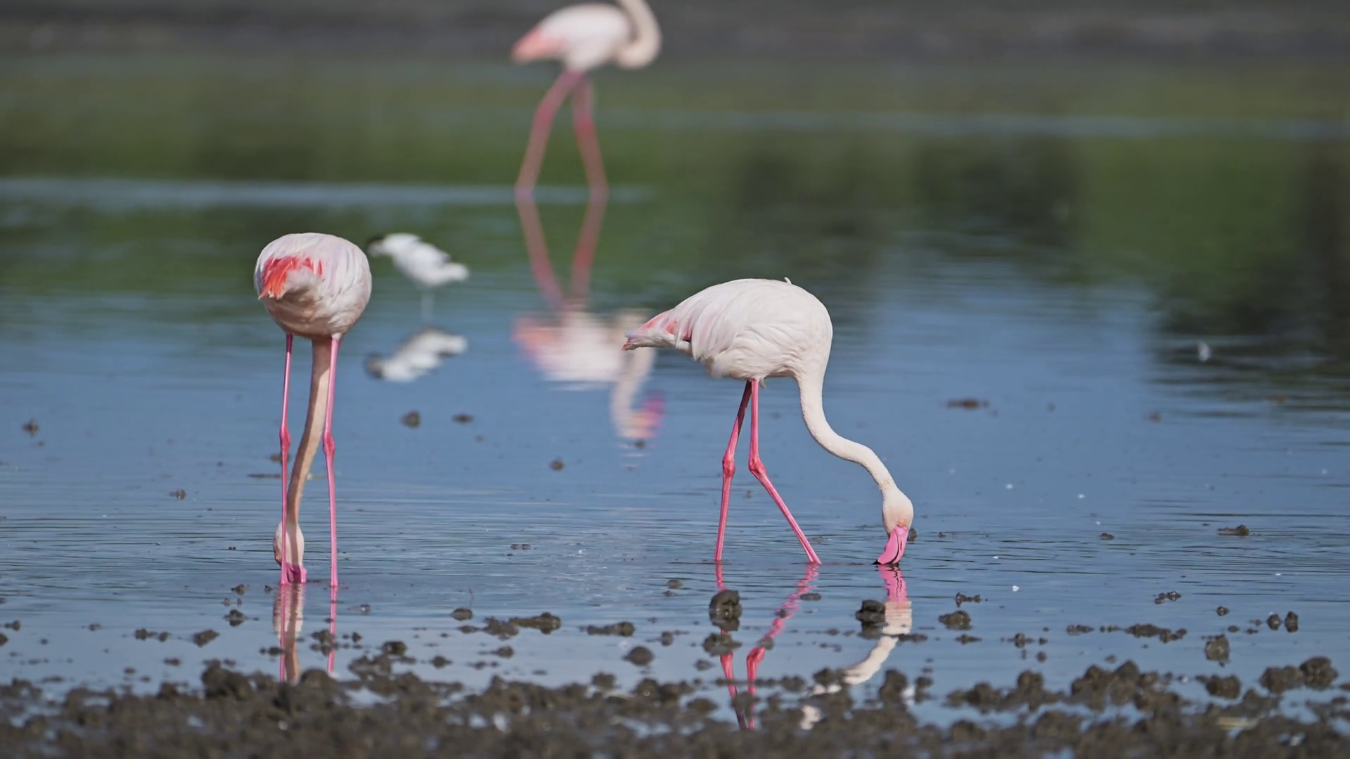 Flamingo Feeding In Africa At Ngorongoro Stock Footage SBV-352917617 ...