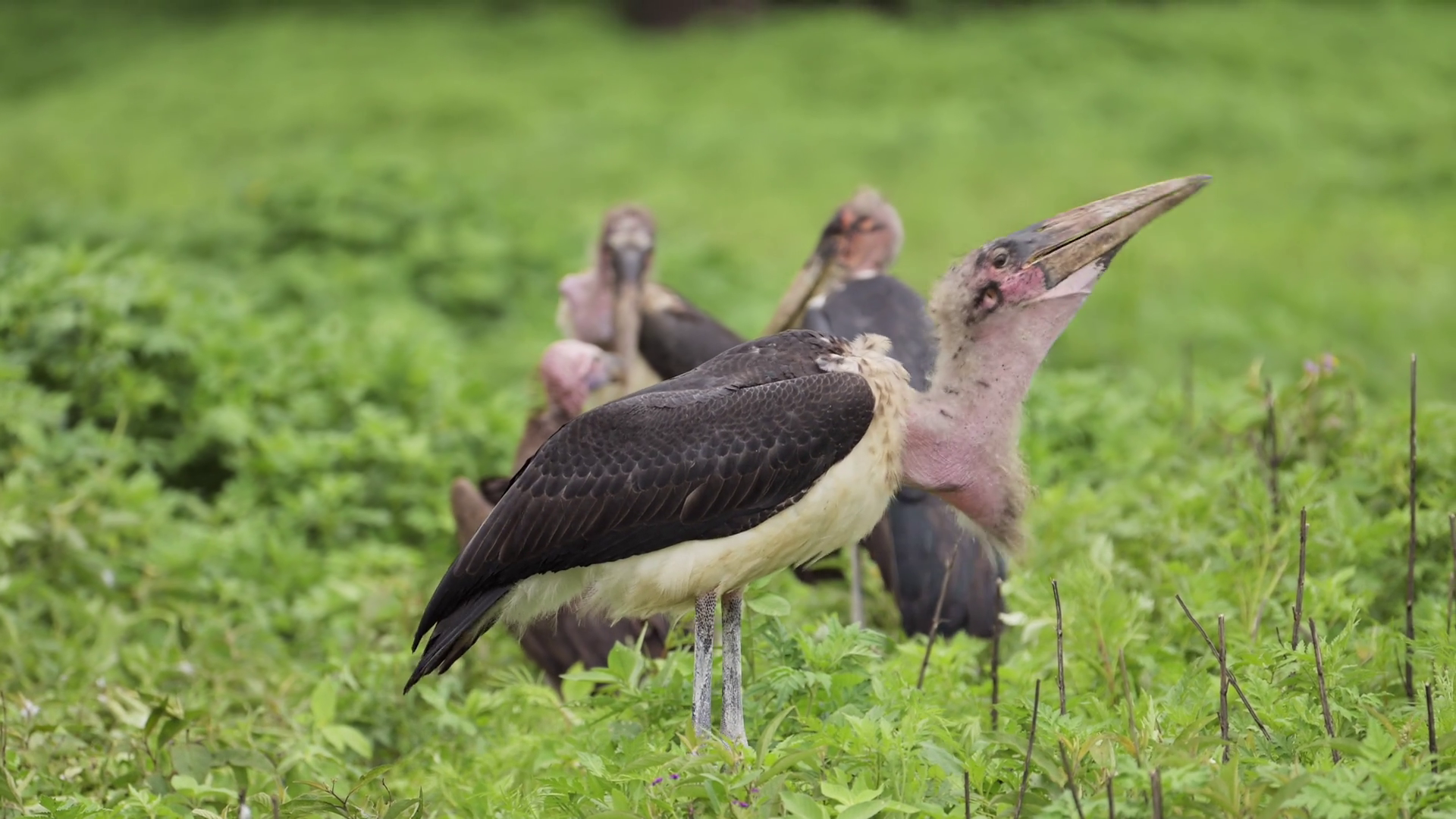 Marabou Stork Eating Bones On Kill Scavenger Stock Footage SBV ...