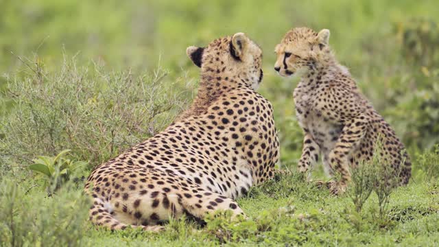 Wildlife Concept Stock Footage: Royalty-Free Video Clips - Storyblocks