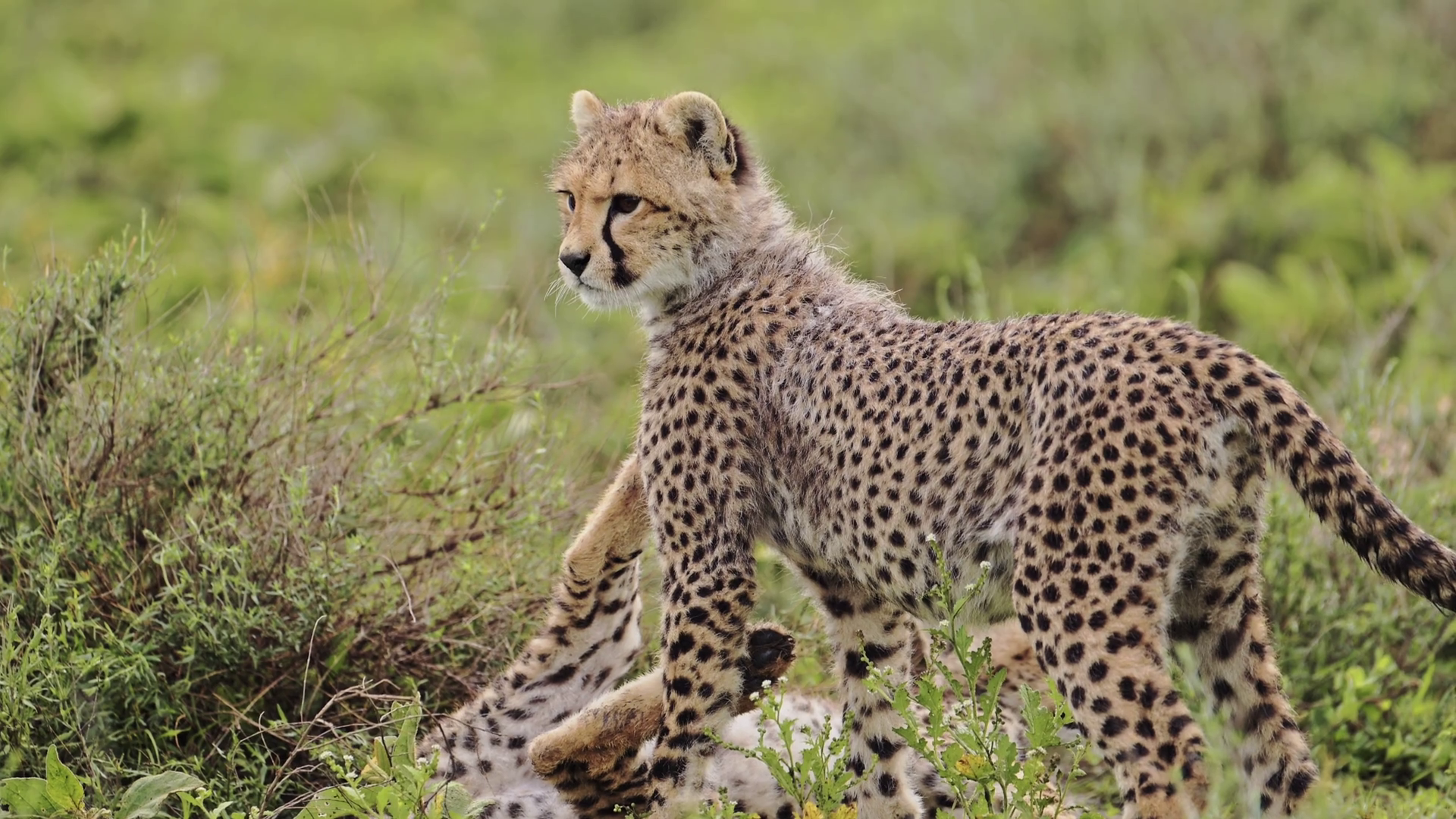 Cheetah Cub Standing Looking Around In Stock Footage SBV-352916165 ...