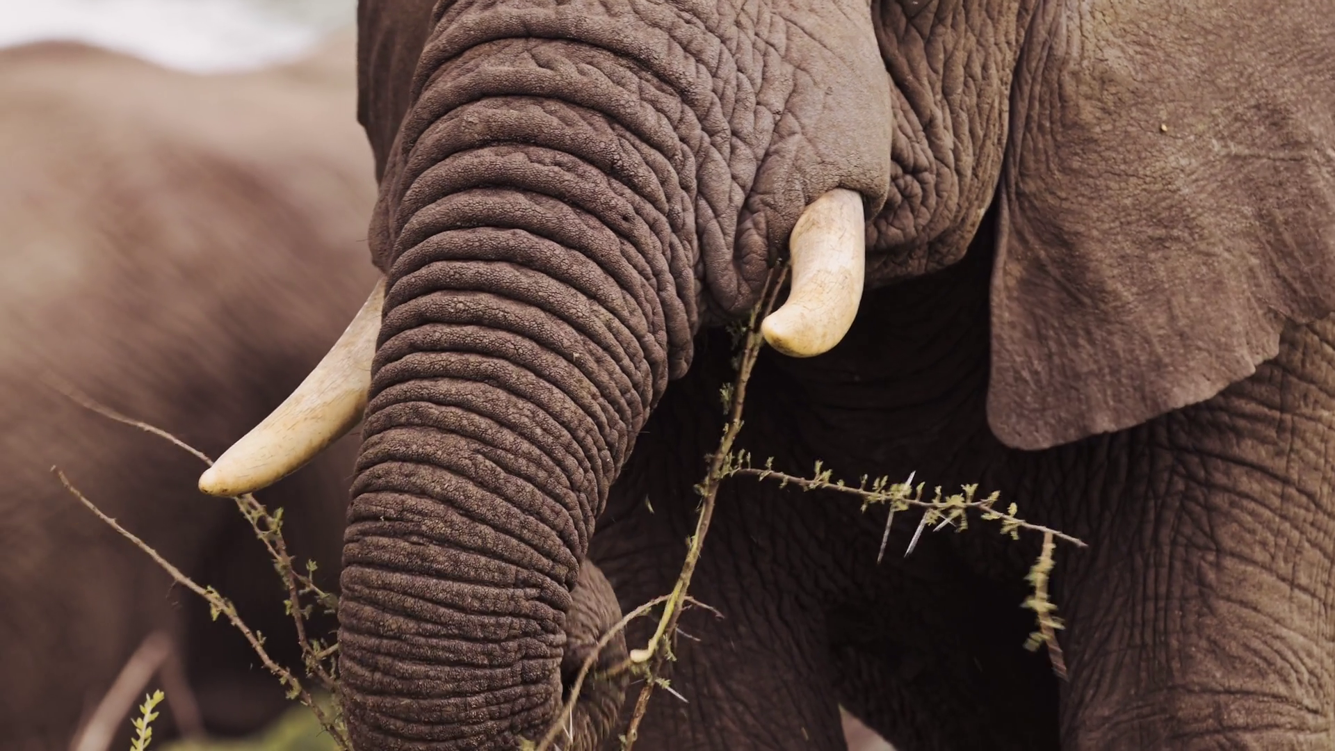 African Elephant Trunk Close Up Extreme Stock Footage SBV-352917356 ...