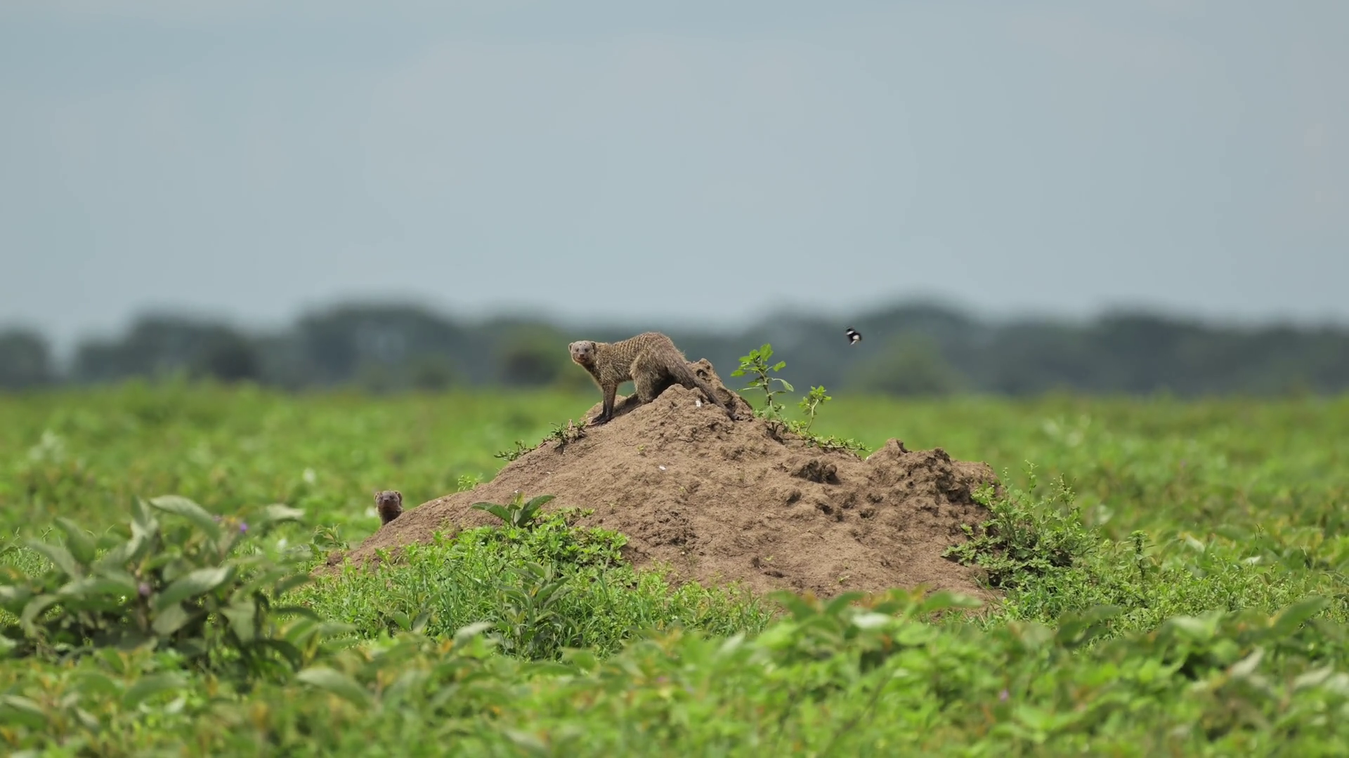 Banded Mongoose In Serengeti National Park Stock Footage SBV-352918514 ...
