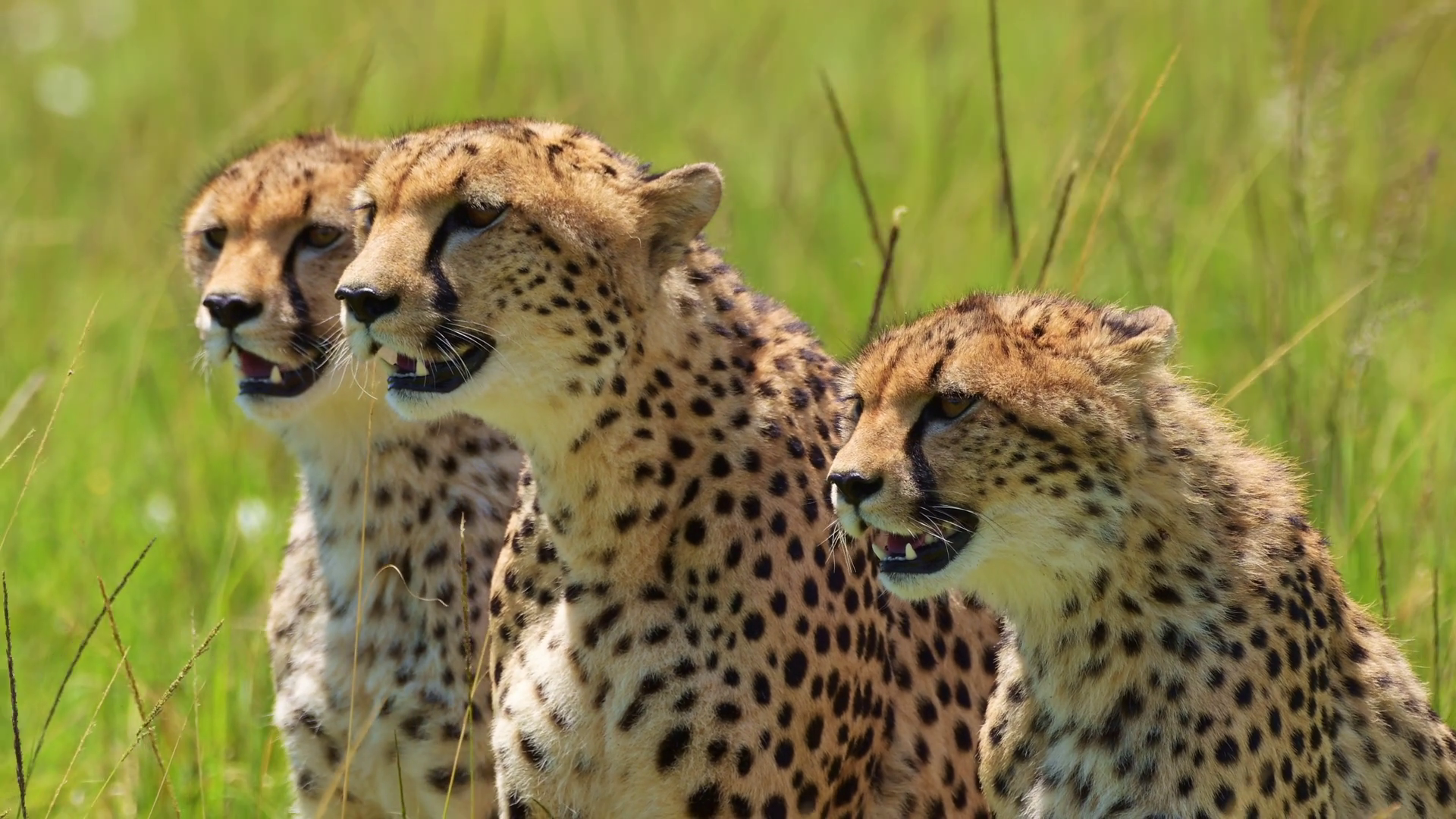 Group Of Cheetahs Together Breathing Heavily Stock Footage SBV ...