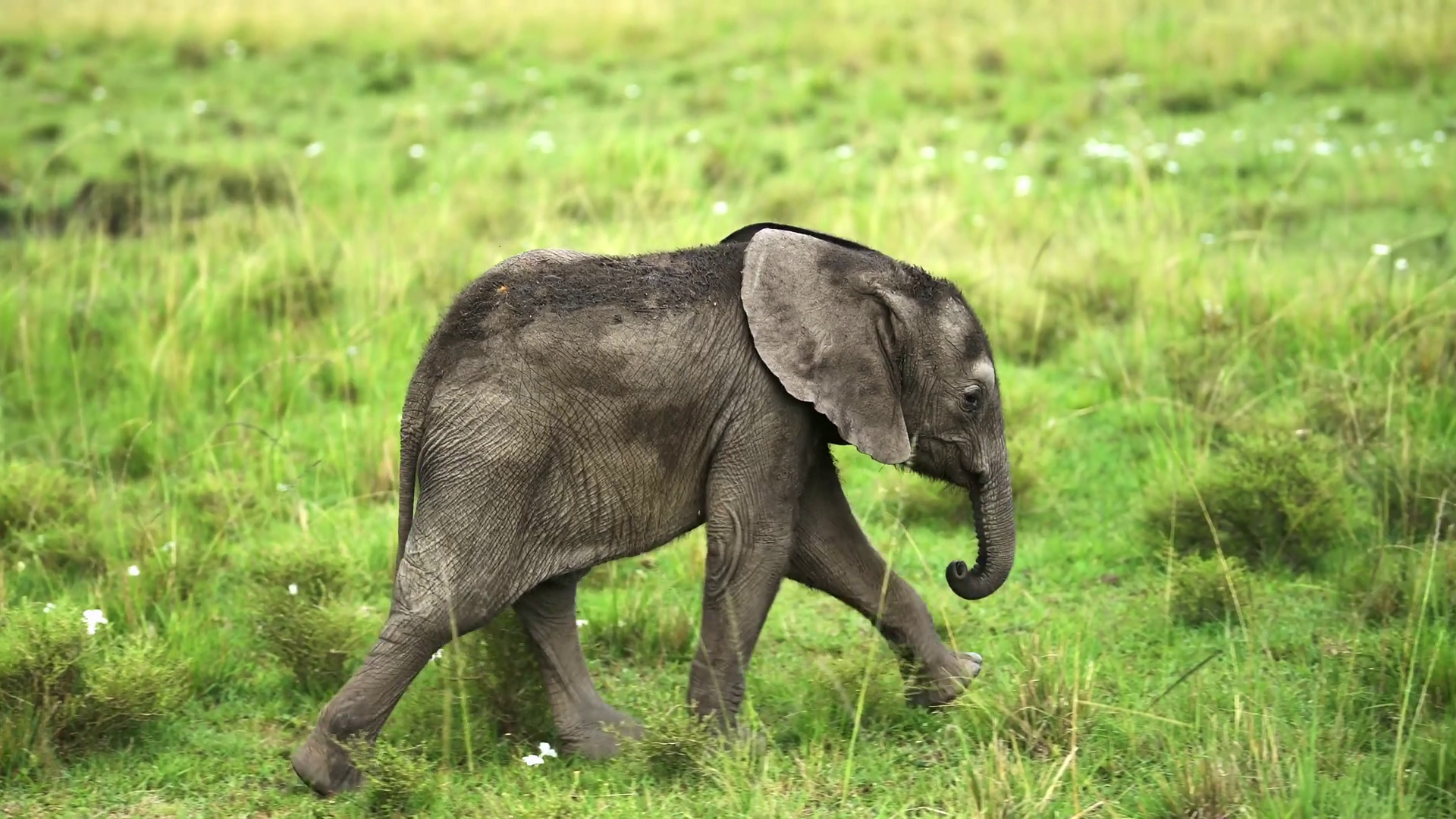Small Baby Elephant Learning To Walk In Stock Footage SBV-352847197 ...