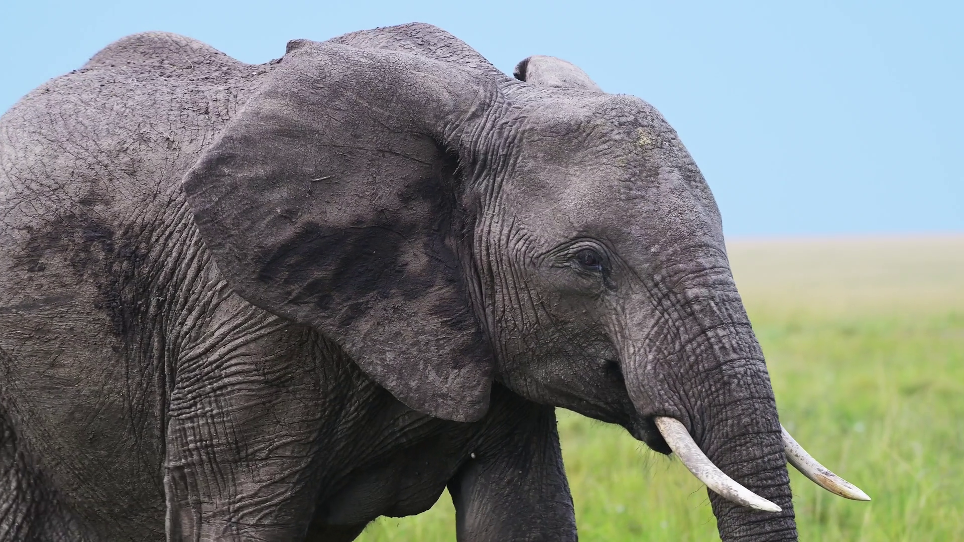 Slow Motion Shot Of Elephant African Stock Footage SBV-352847177 ...