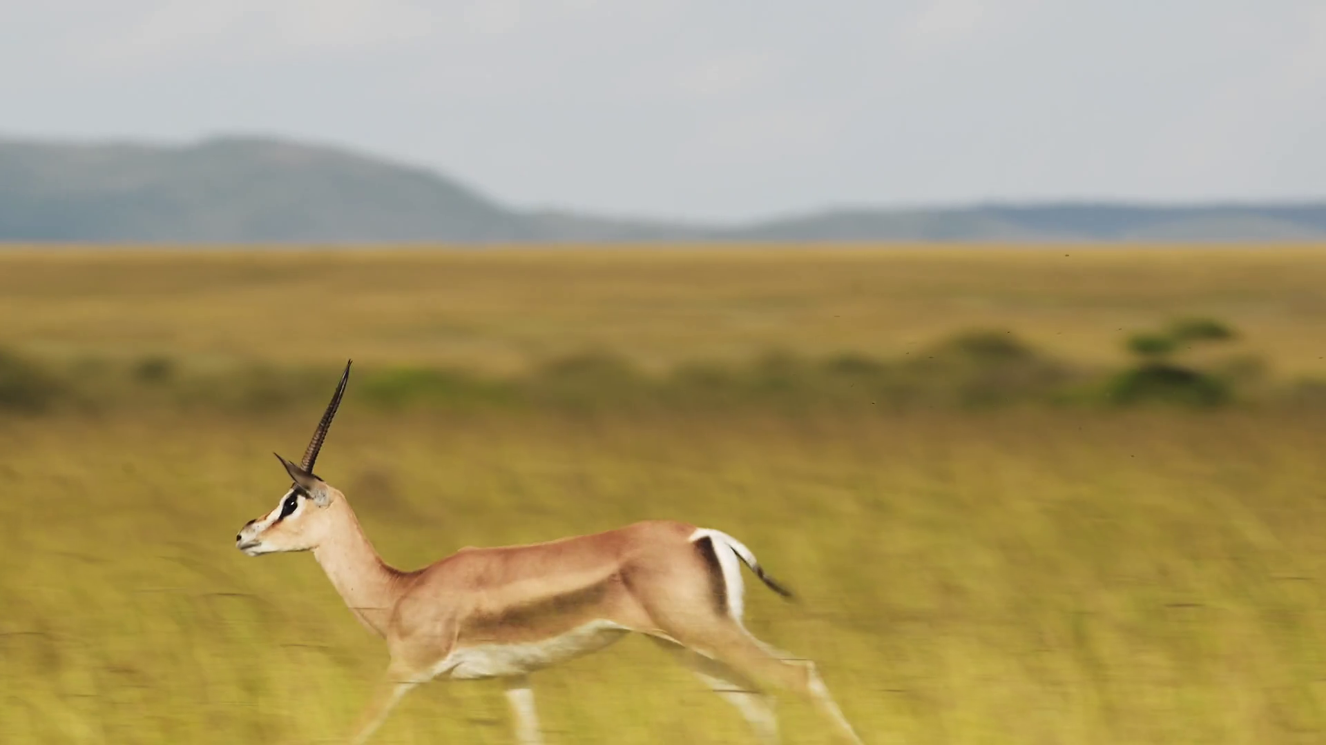 Slow Motion Shot Of African Animal Gazelle Stock Footage SBV-352853325 ...