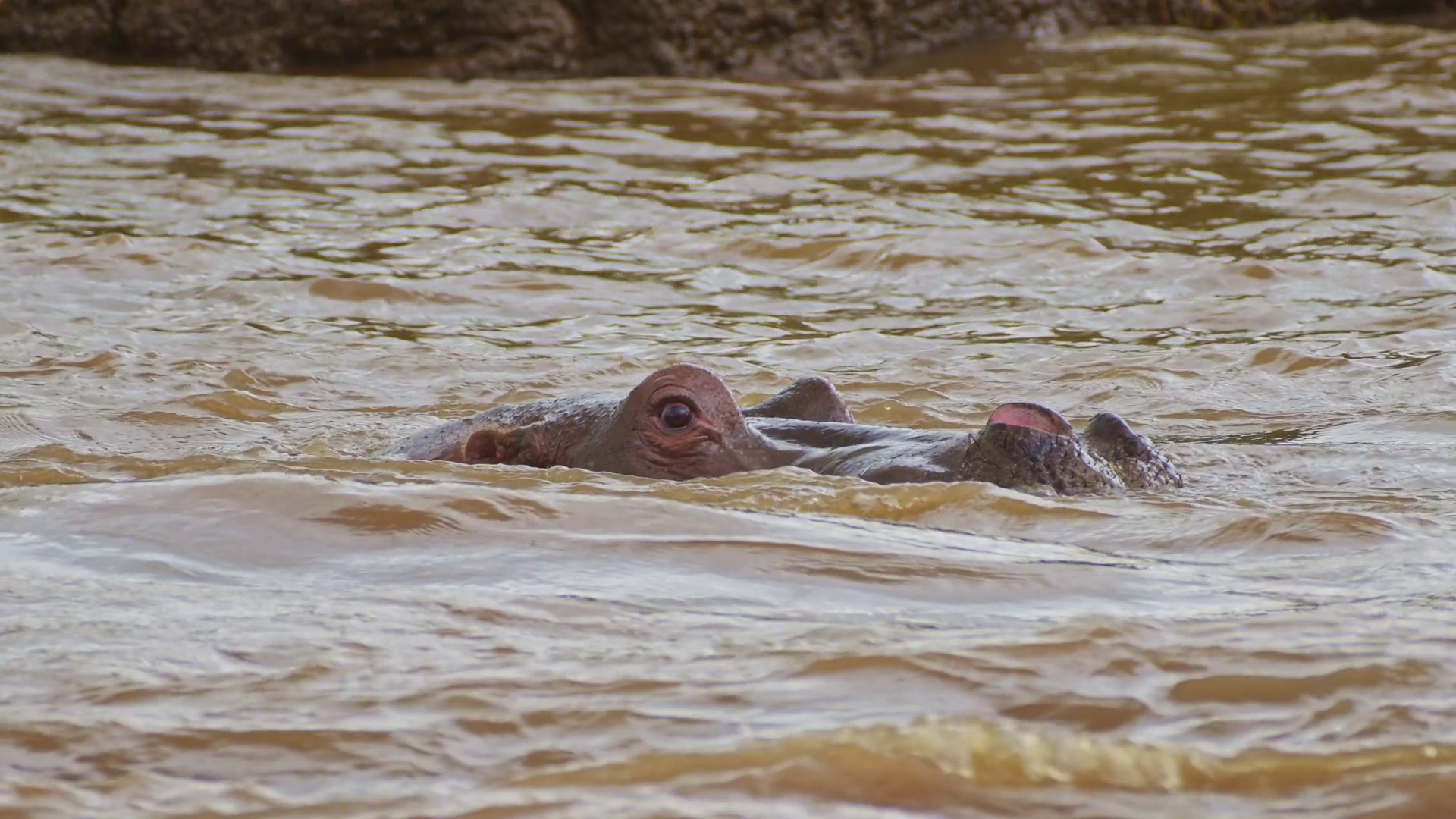 Slow Motion Shot Of Hippo Hippopotamus Stock Footage SBV-352853496 ...