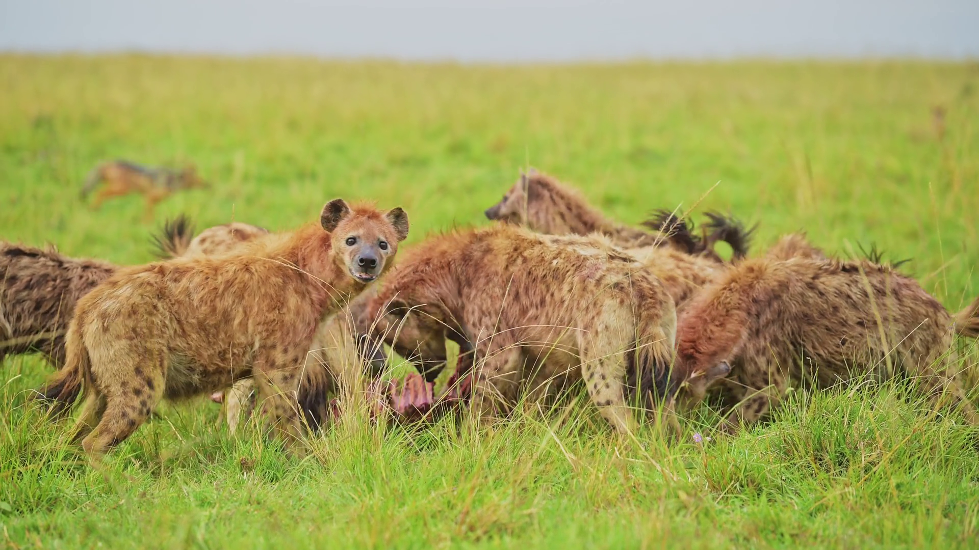 Cackle Of Hyenas Feeding On Scavenged Kill Stock Footage SBV-352853631 ...