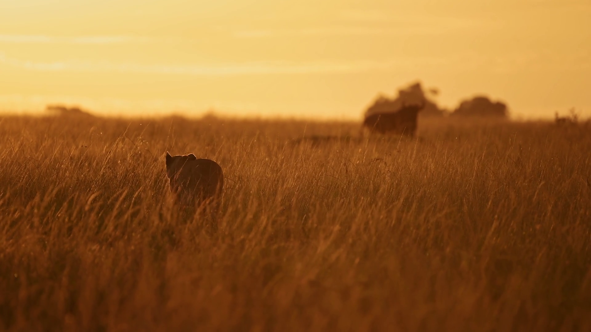 Lion Hunting In Africa Lioness On Hunt Stock Footage SBV-352853888 ...