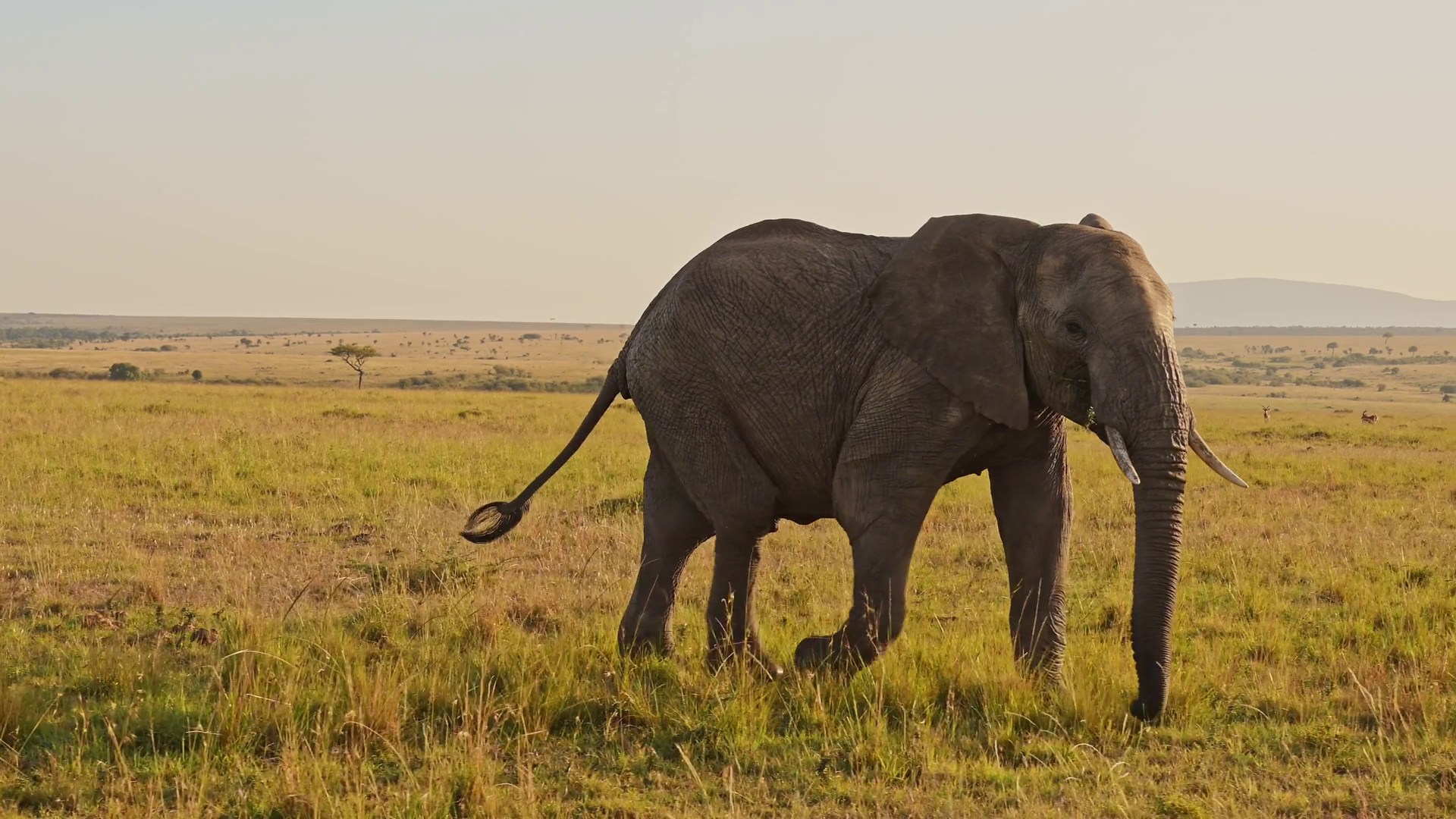 African Elephants Africa Wildlife Animals In Stock Footage SBV ...