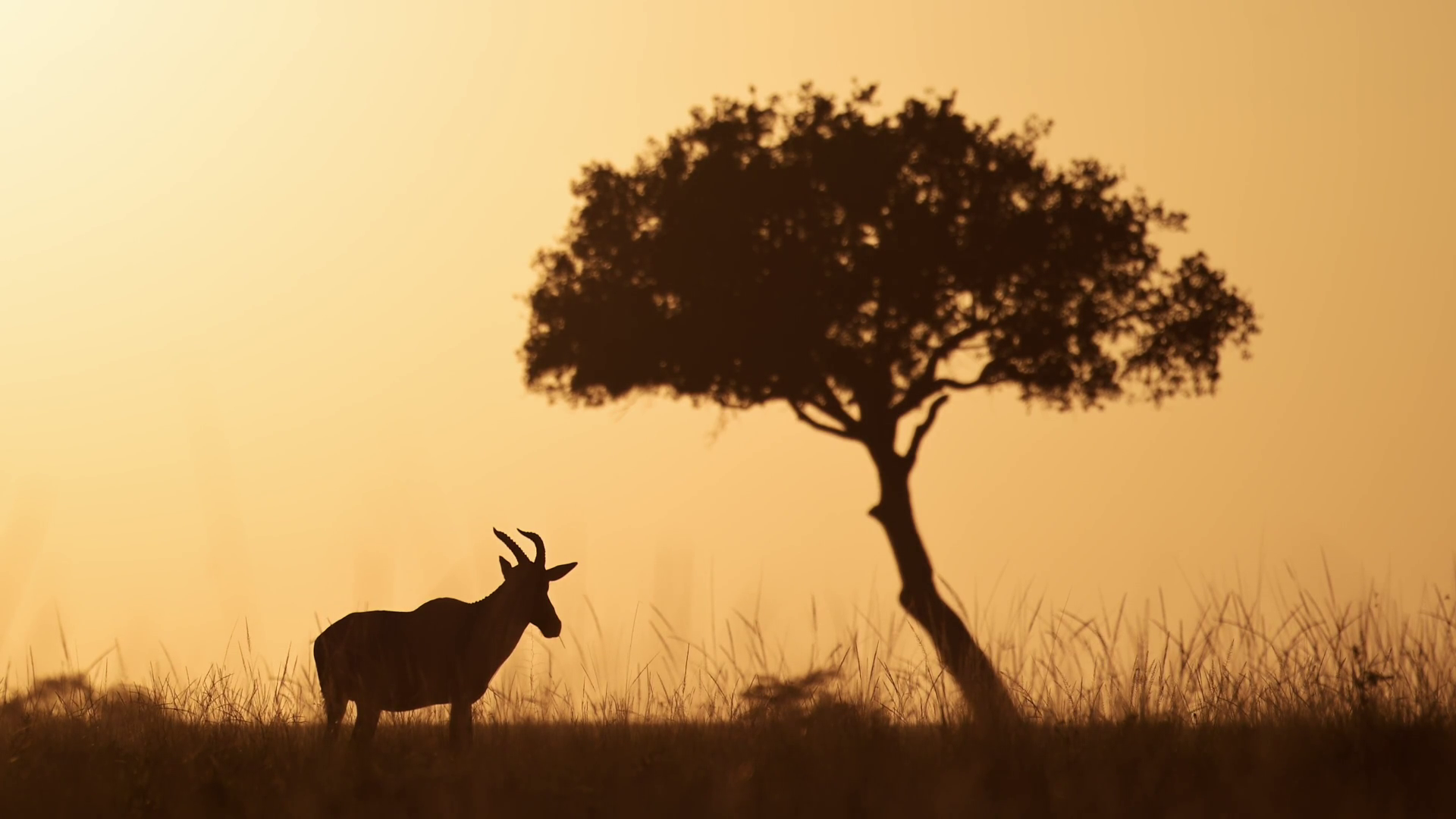 African Safari Animal Topi Alone At Sunset Stock Footage SBV-352854109 ...