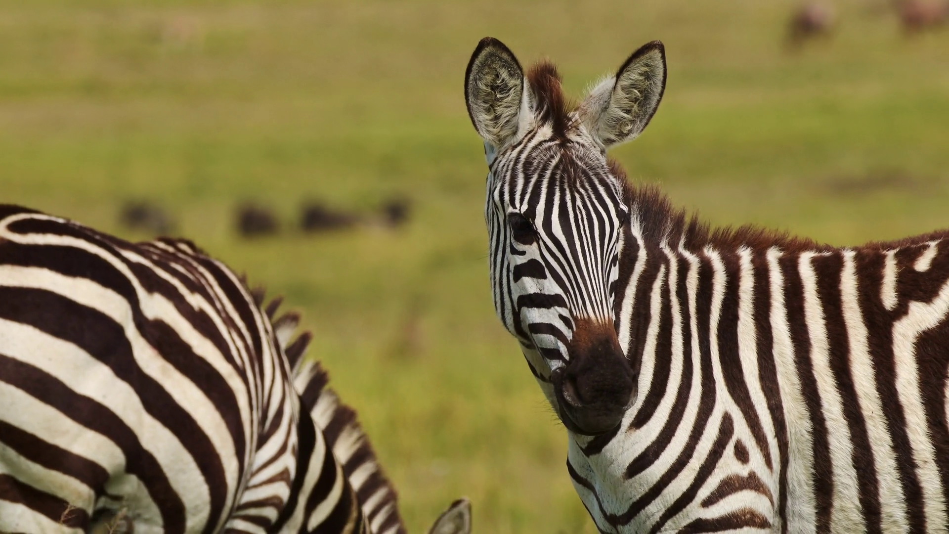 Herd Of Zebras Close Up Details Grazing On Stock Footage SBV-352853963 ...