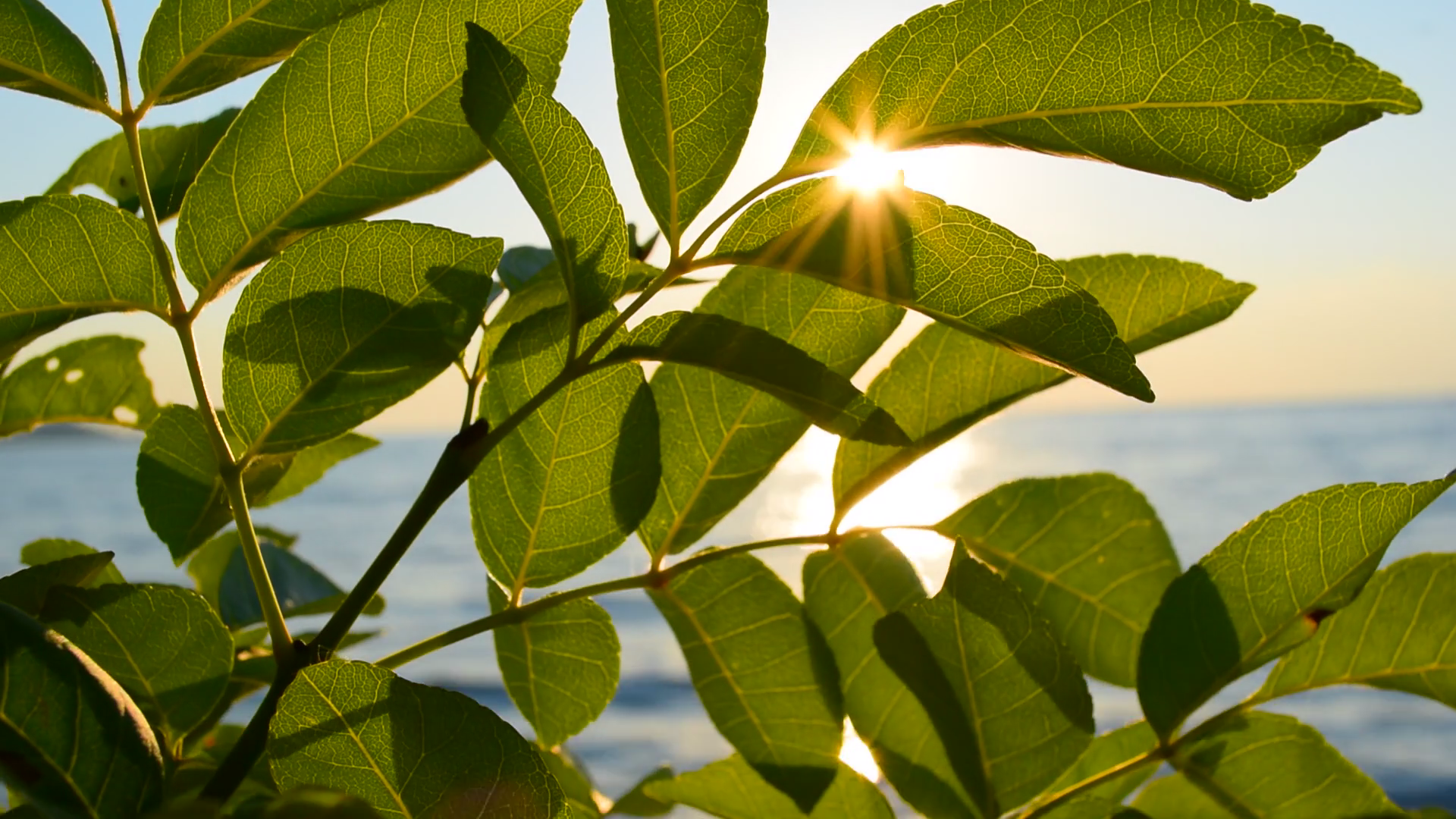 Sun Shining Through Leaves Stock Footage SBV-313521790 - Storyblocks