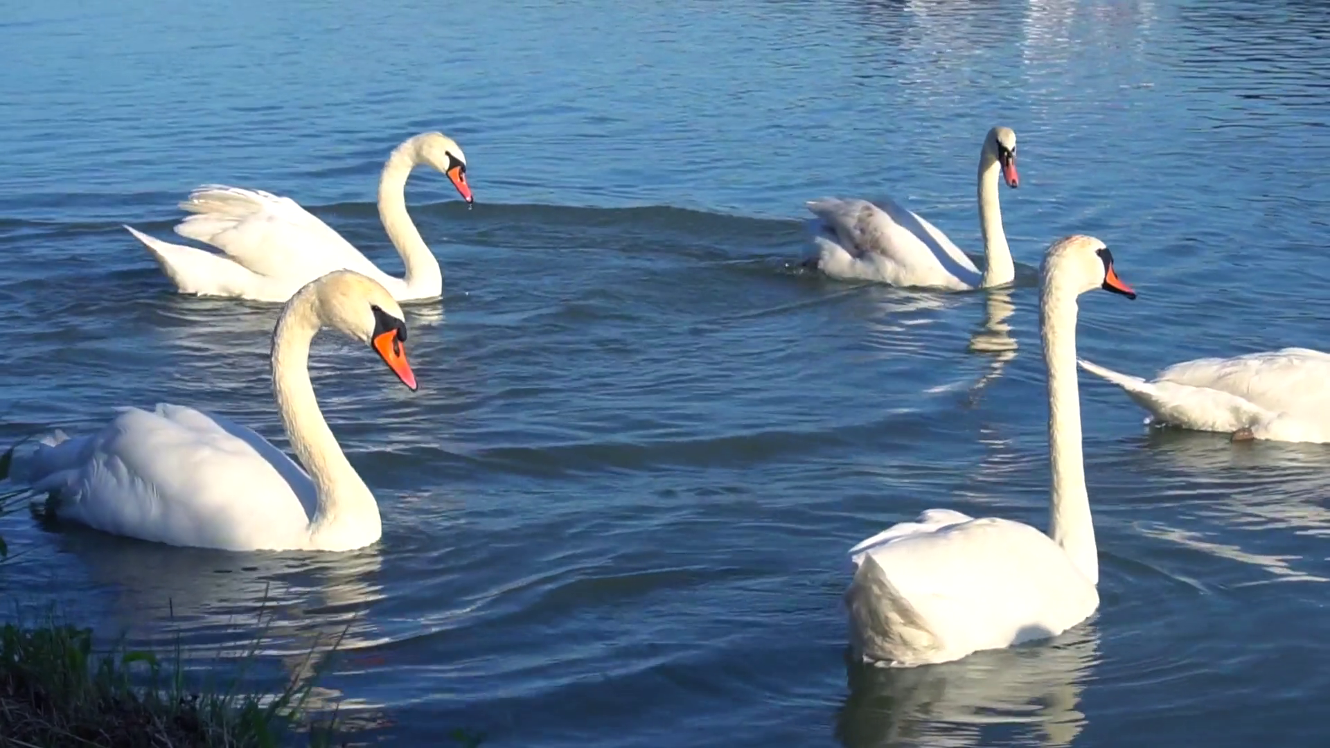 Flock Of Swans Swimming Put Heads In Water Stock Footage SBV-316954590 ...