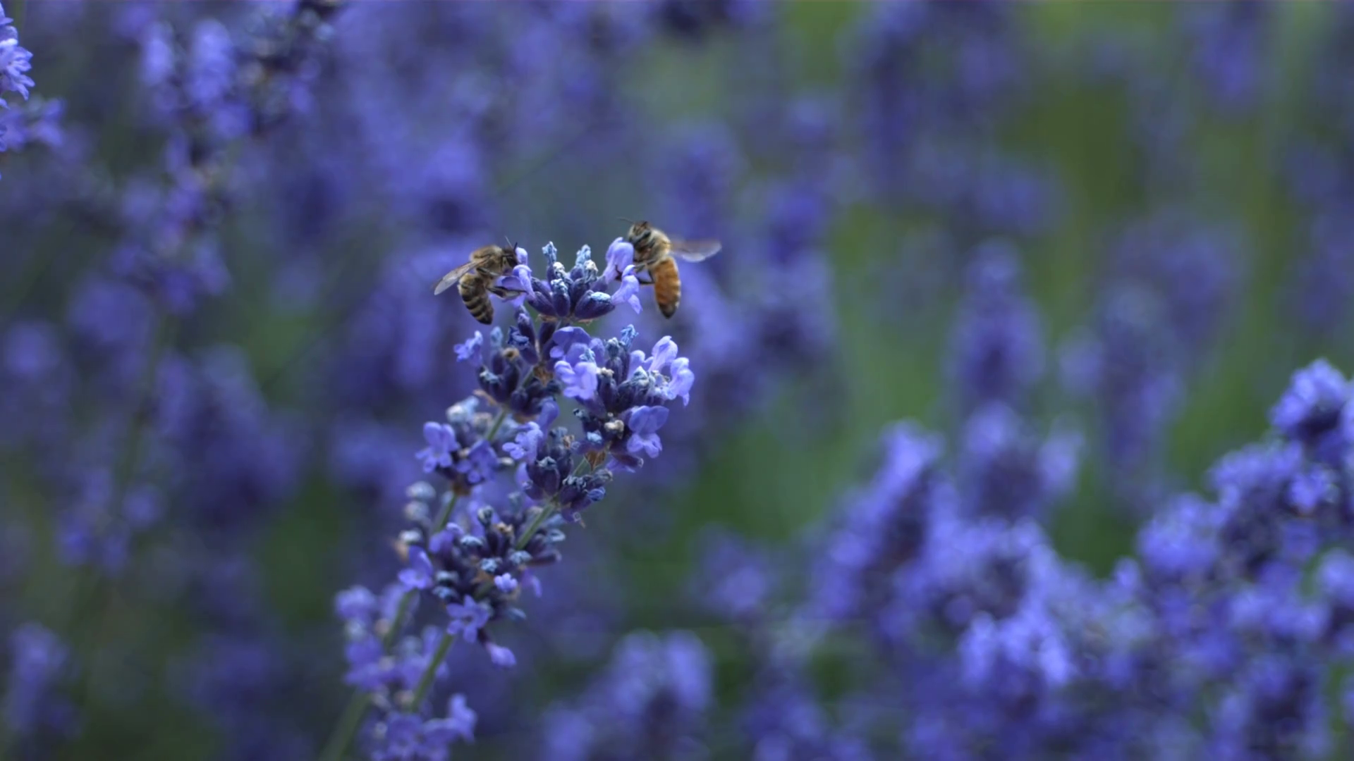 Honey Bees On Lavender Plant Slow Motion Stock Footage SBV-348370056 ...
