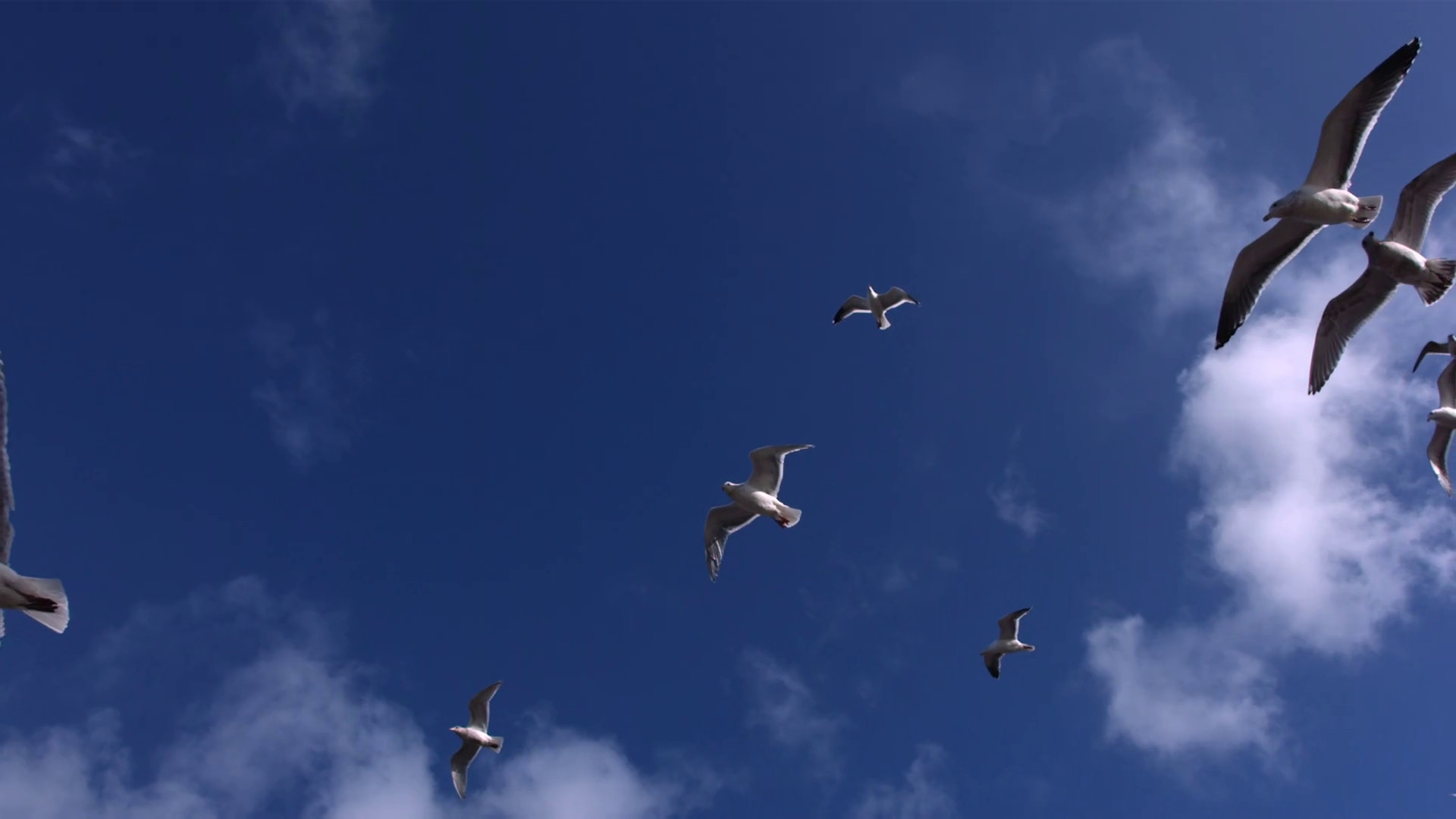 Flock Of Seagulls Fly Overhead Slow Motion Stock Footage SBV-348371206 ...