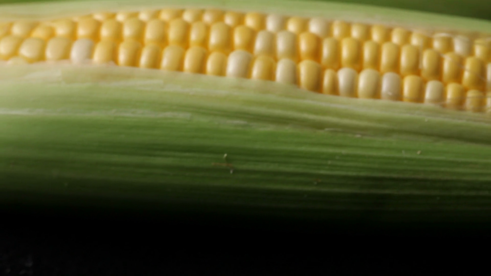 Fresh Corn On Cob Stock Footage SBV-347579422 - Storyblocks