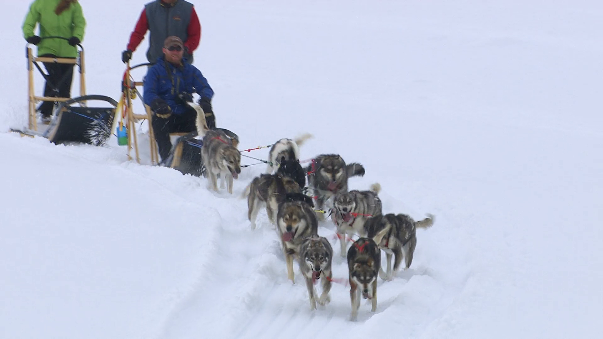 Dog Sledding Alaska Stock Footage SBV-347582170 - Storyblocks