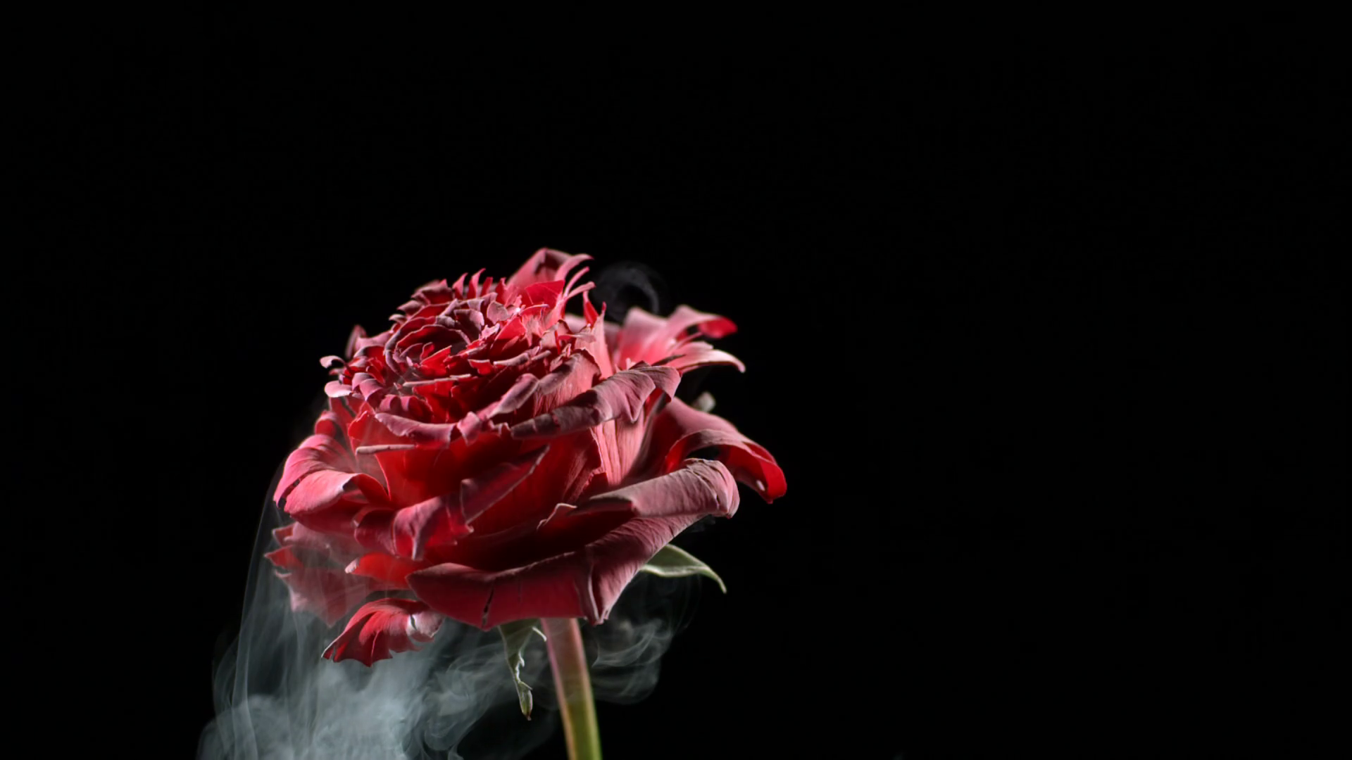 Red Rose Frozen In Liquid Nitrogen Explodes Stock Footage SBV-347589247 ...