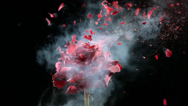 Rose Closeup Stock Footage: Royalty-Free Video Clips - Storyblocks